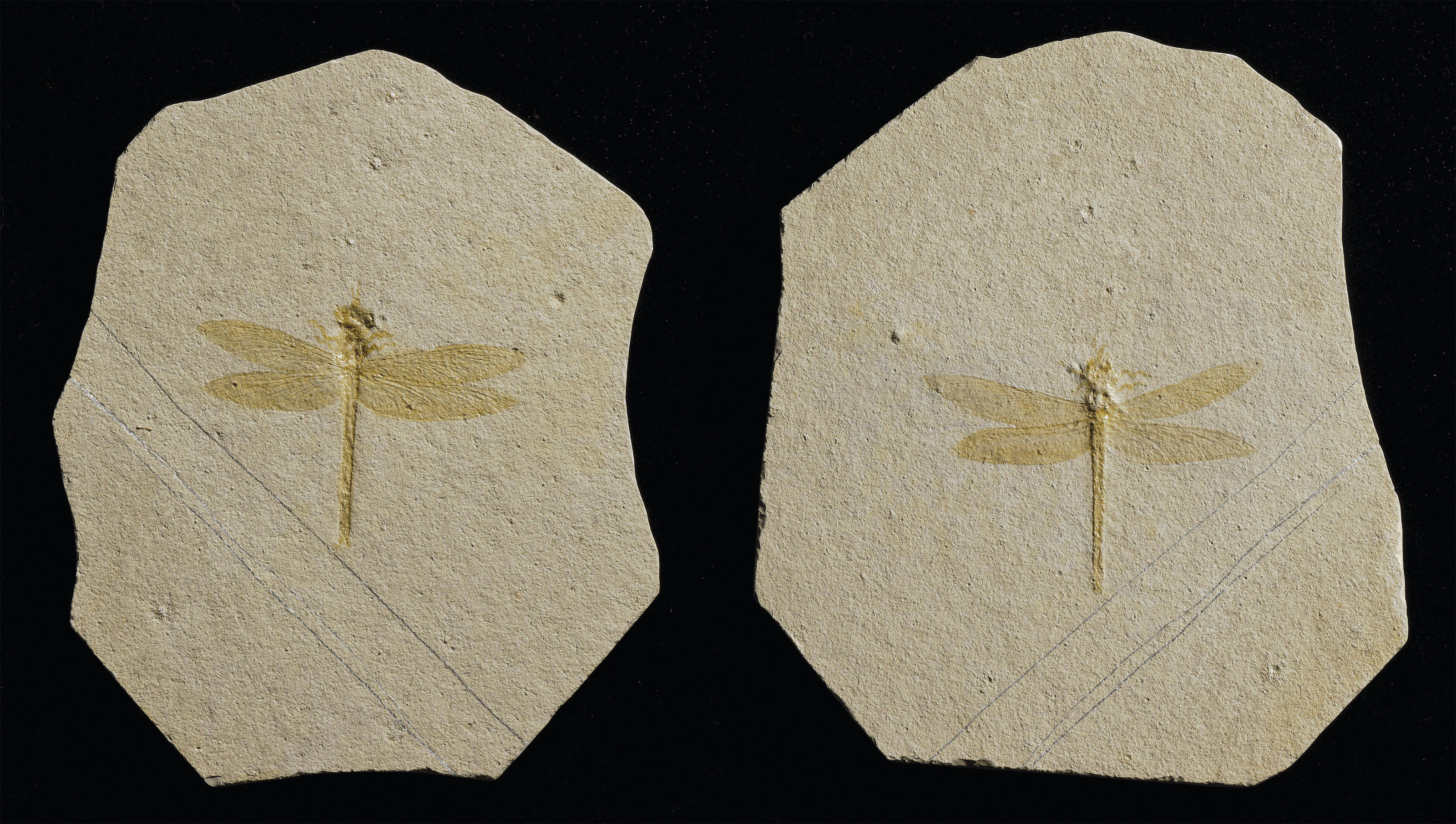 THE SLAB AND COUNTER SLAB OF A FOSSIL DRAGONFLY, SOLNHOFEN, GERMANY ...