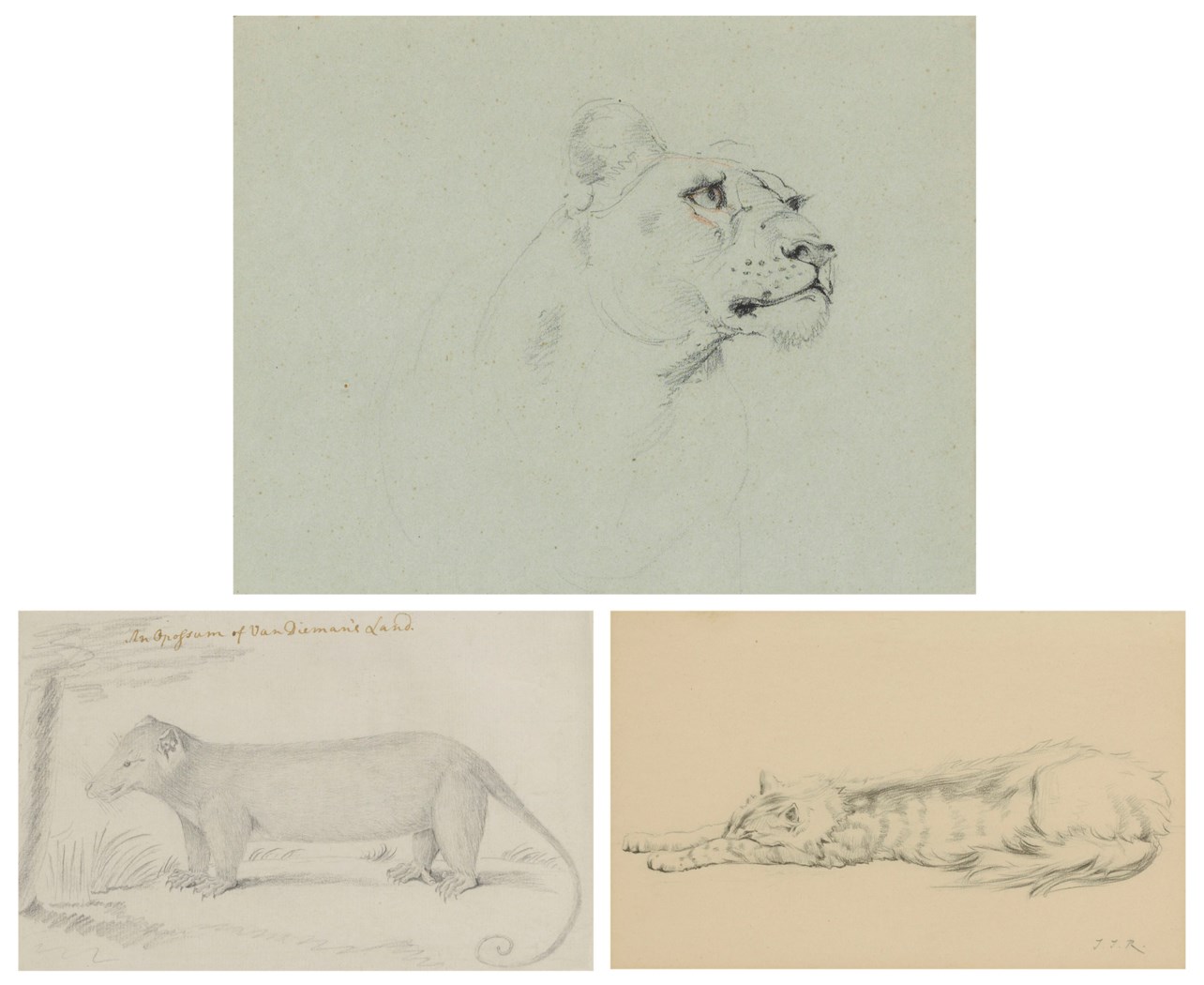 William Strutt (1825-1915), The head of a lioness | Christie's