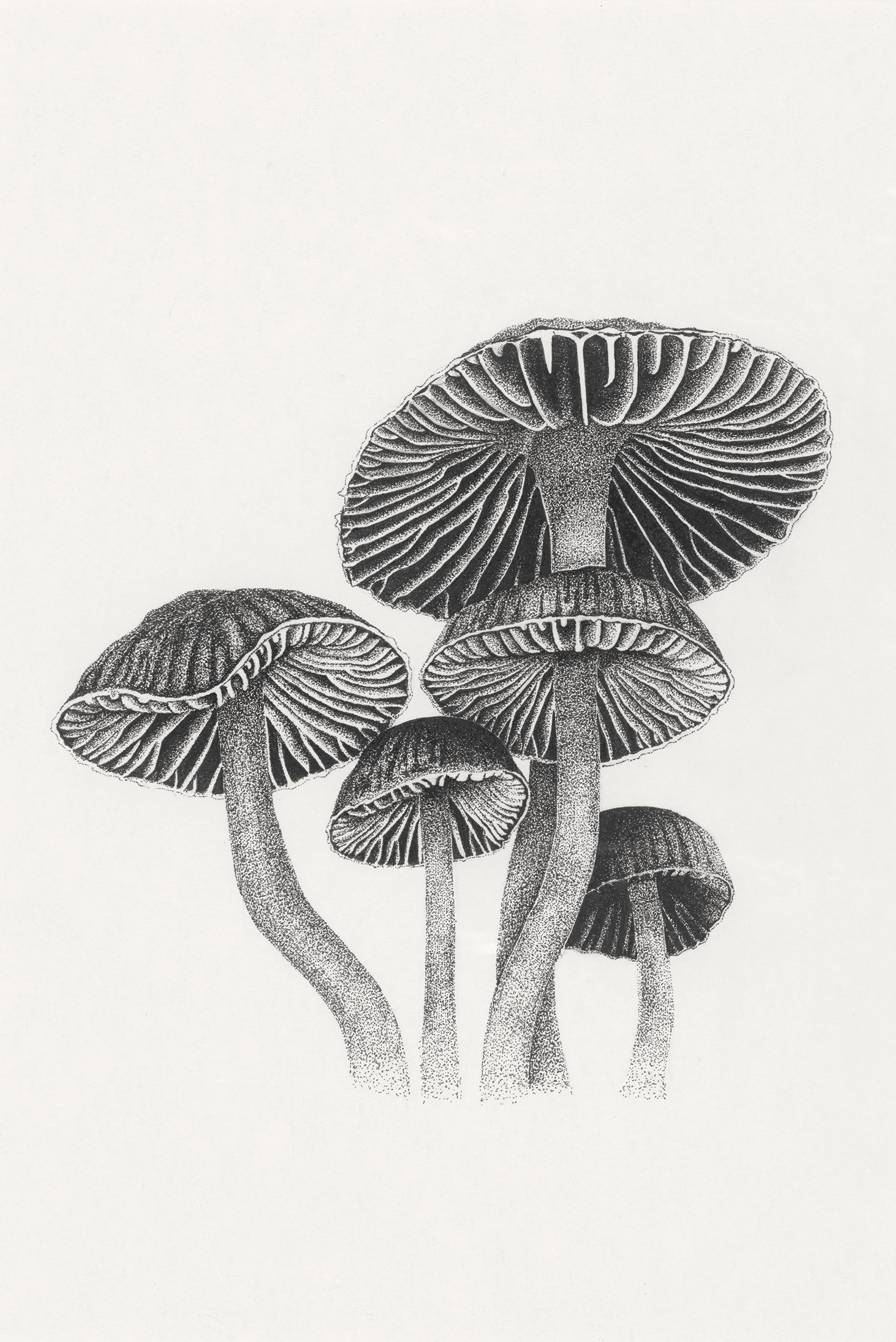 Isobel Macdonald-Jackson, Agaricus | Christie’s