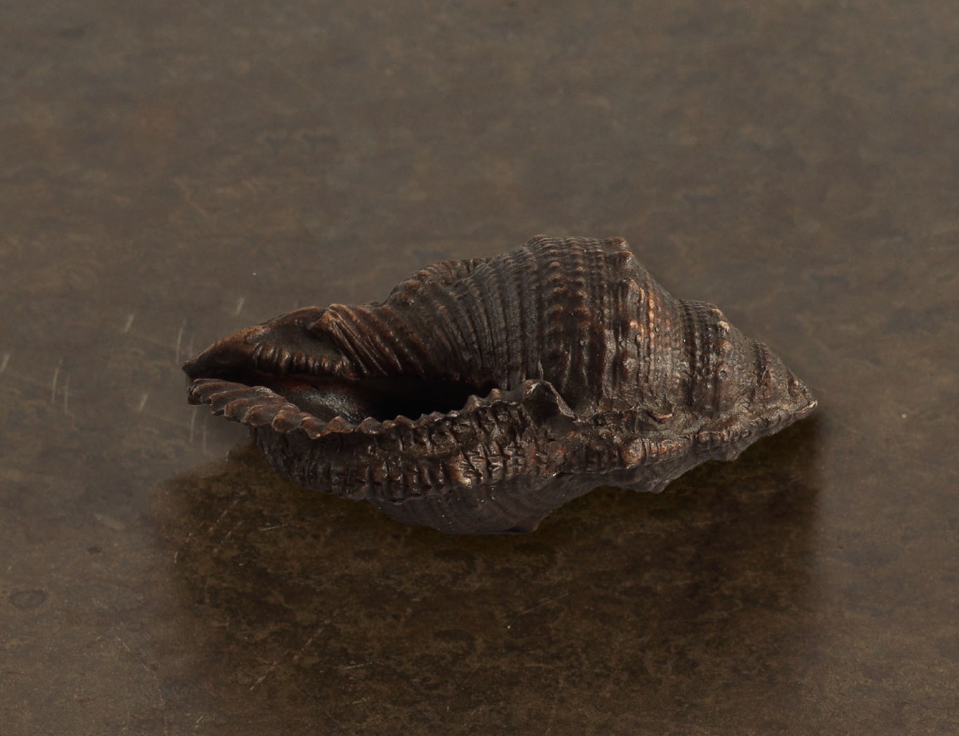 A SMALL BROWN-GLAZED ‘CONCH SHELL’ PORCELAIN WATER POT, QING DYNASTY ...
