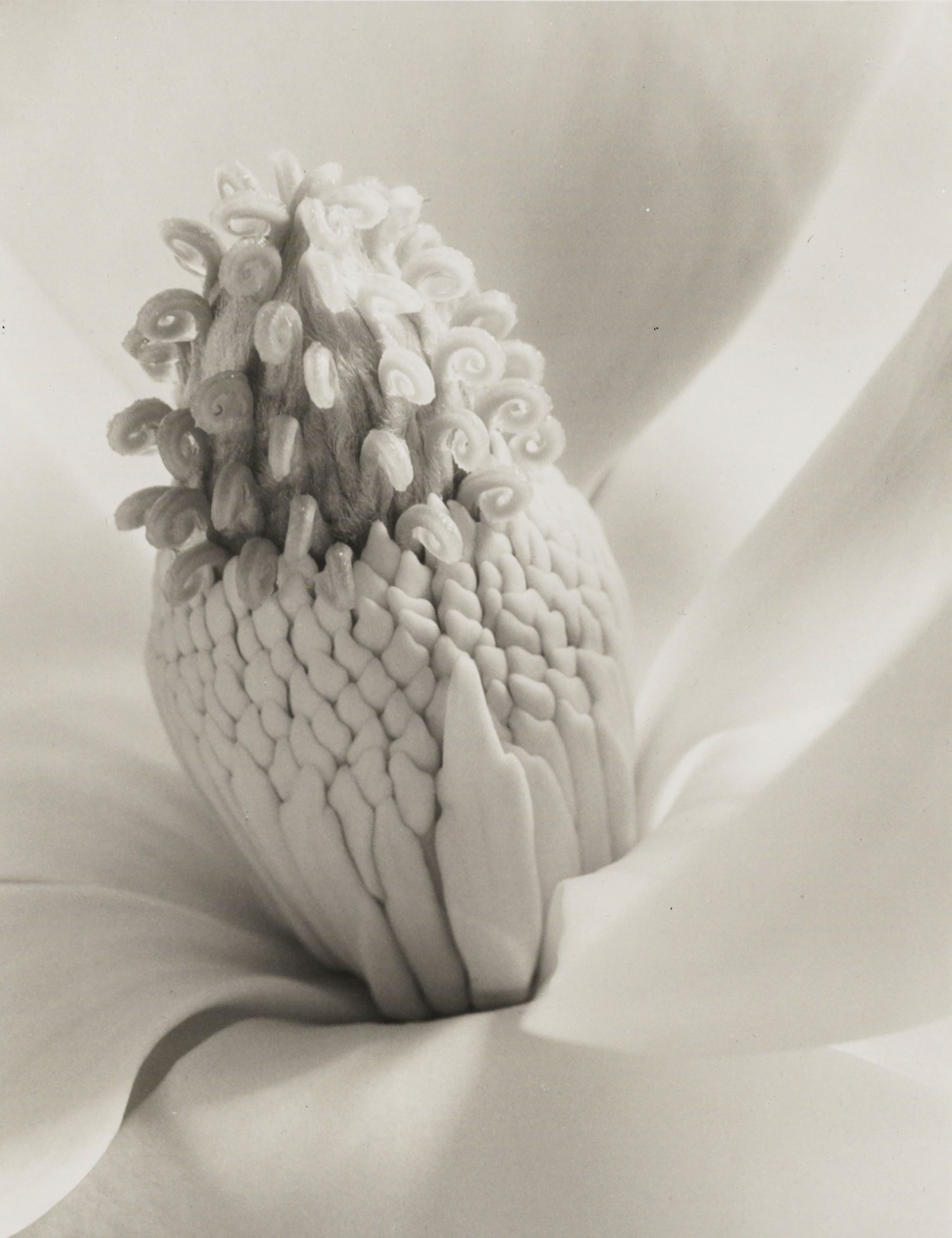 IMOGEN CUNNINGHAM (1883–1976), Magnolia Blossom (Tower of Jewels), 1925 ...