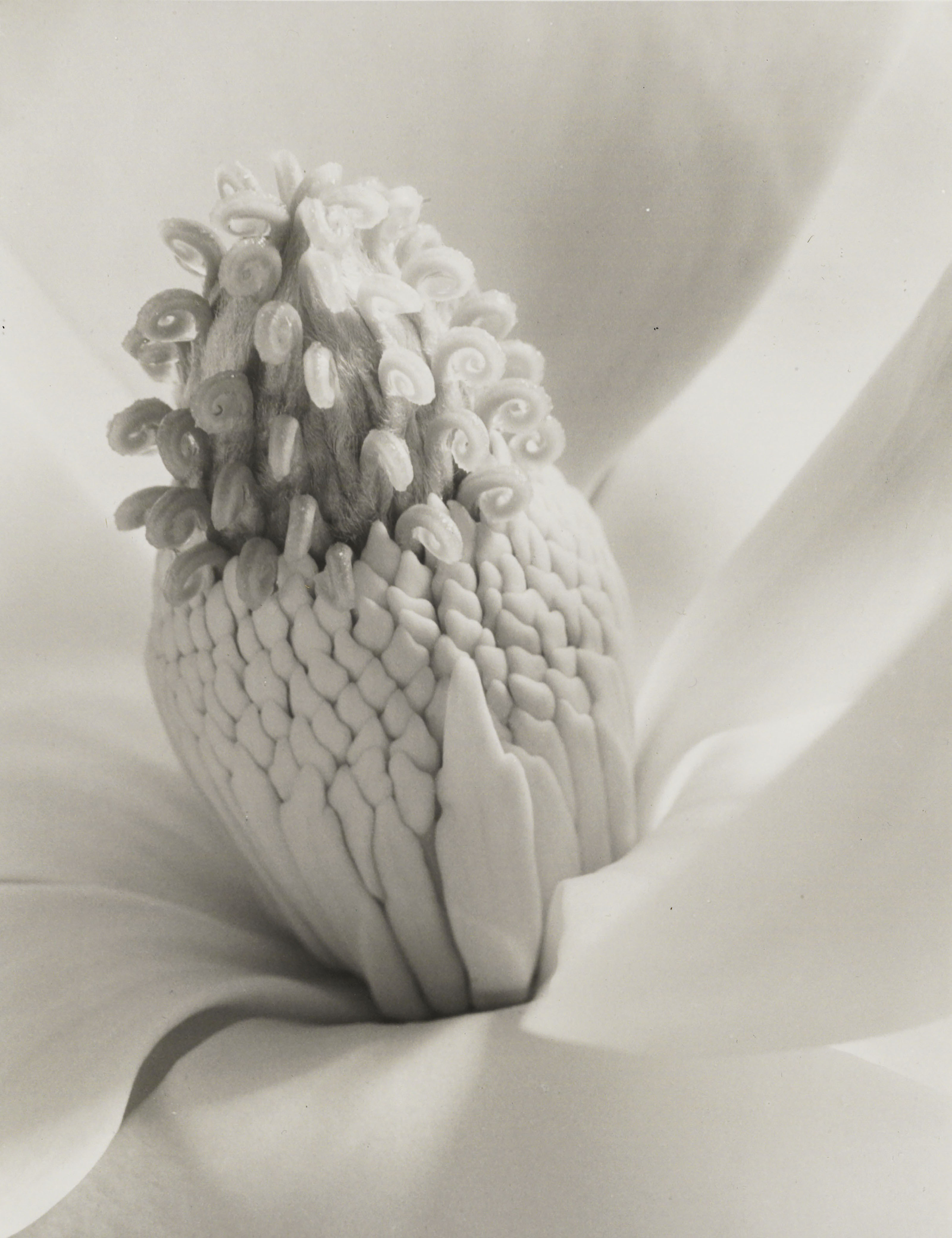 IMOGEN CUNNINGHAM (1883–1976)