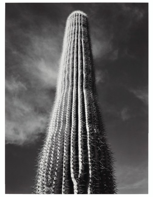 ANSEL ADAMS (1902–1984), Saguaro Cactus, Sunrise, Arizona, 1942 ...