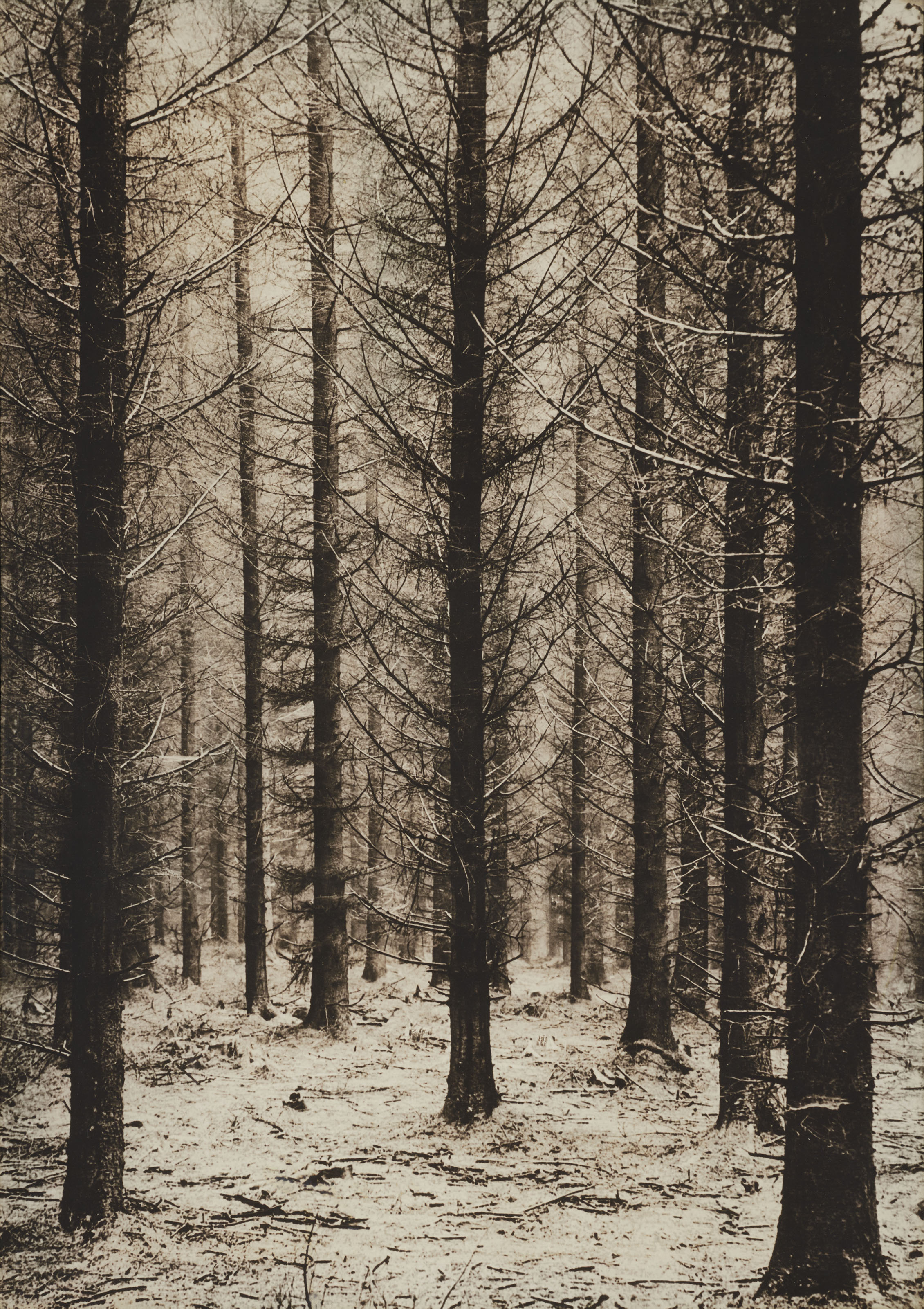 ALBERT RENGER-PATZSCH (1897-1966) , Spätherbst im Fichtenwald, c. 1950 ...