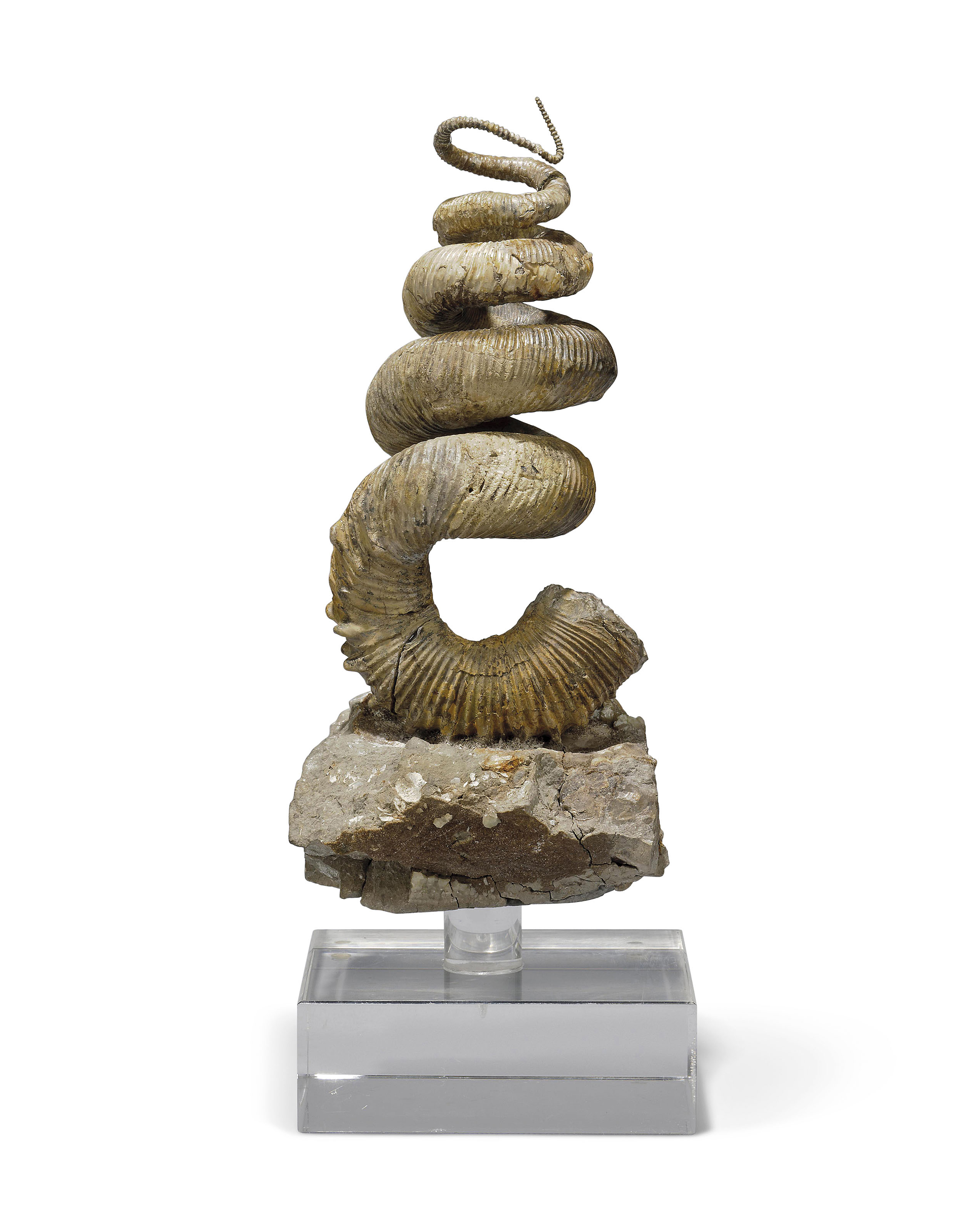 A RARE HETEROMORPH AMMONITE, SOUTH DAKOTA, USA | Christie’s