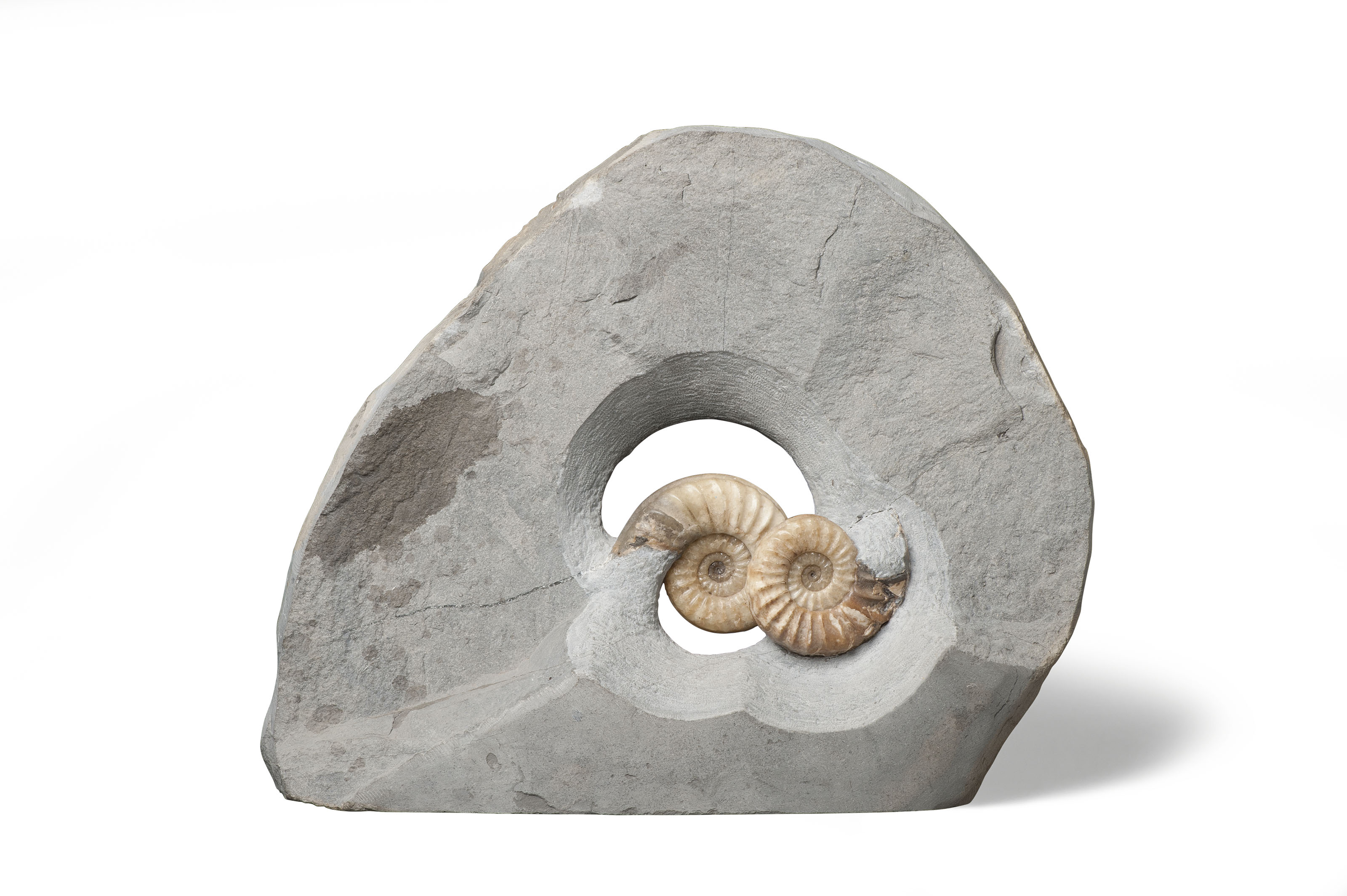 TWO ENGLISH AMMONITES, DORSET | Christie’s