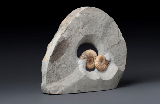 TWO ENGLISH AMMONITES, DORSET | Christie’s