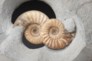 TWO ENGLISH AMMONITES, DORSET | Christie’s