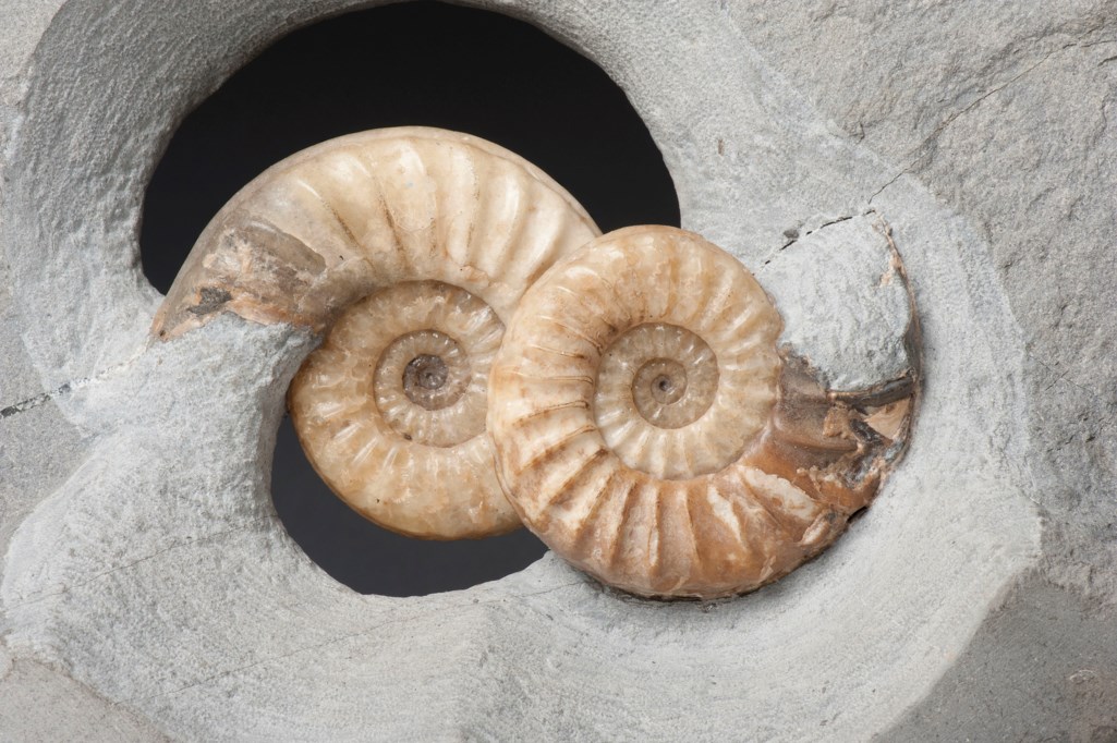 TWO ENGLISH AMMONITES, DORSET | Christie’s