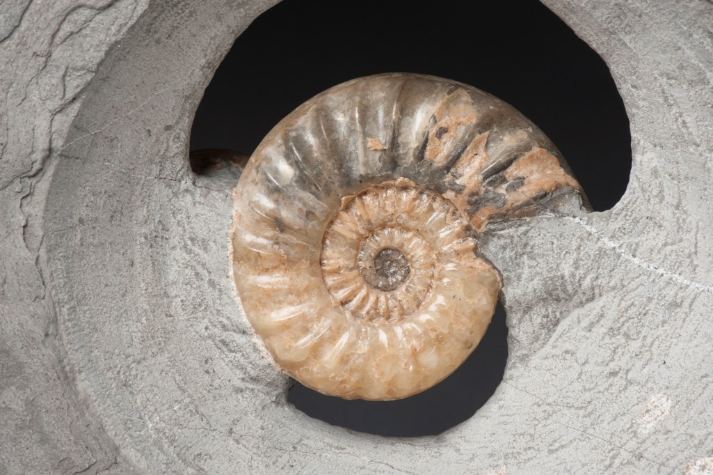 TWO ENGLISH AMMONITES, DORSET | Christie’s