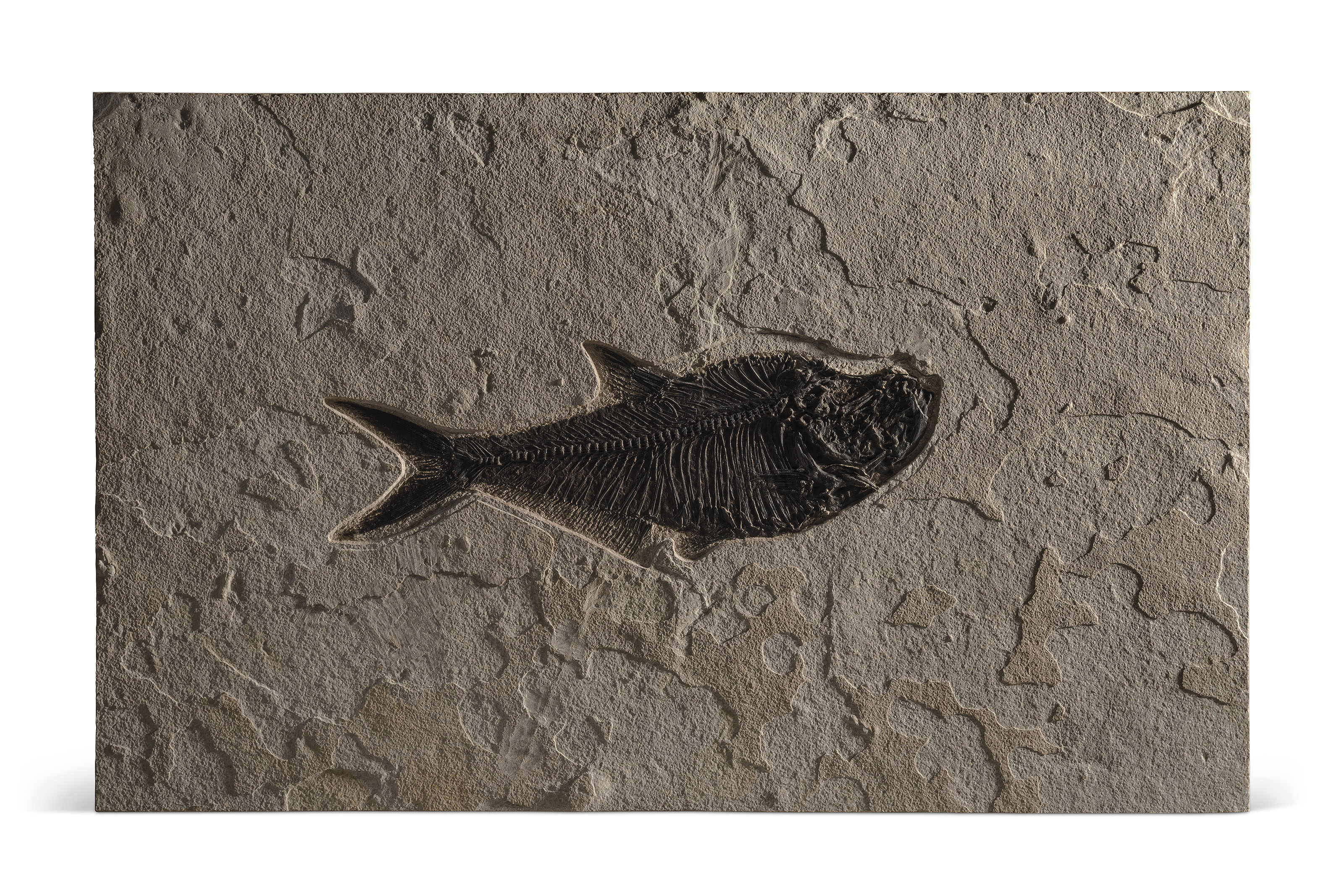 A FOSSIL FISH PLAQUE, GREEN RIVER, WYOMING | Christie’s