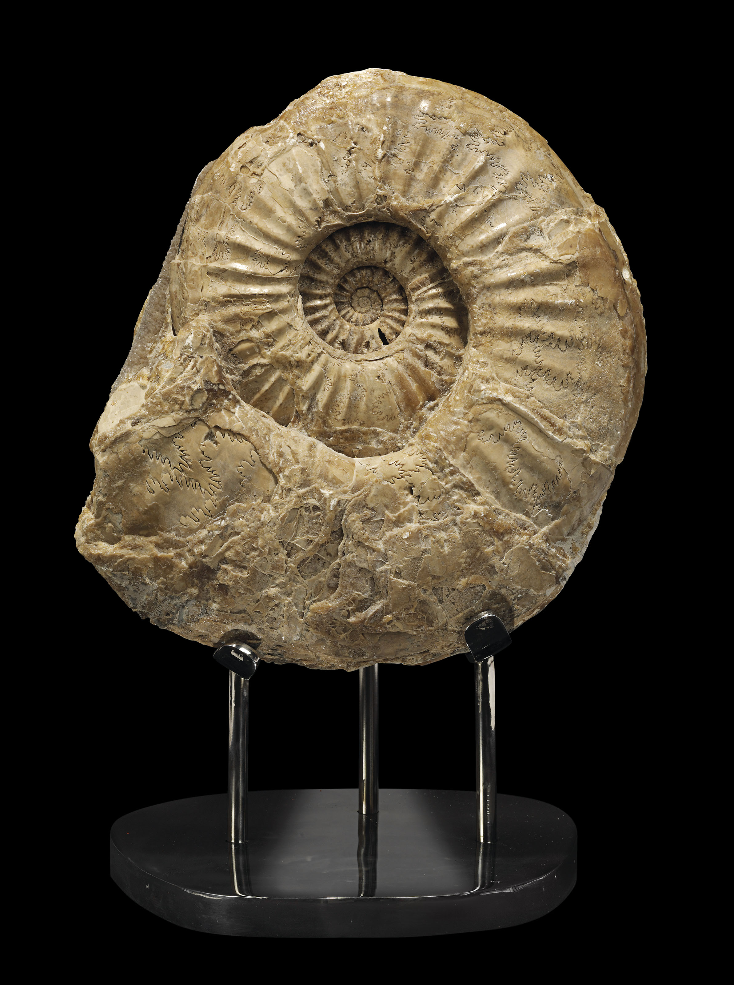 AN ENGLISH AMMONITE, LYME REGIS | Christie’s