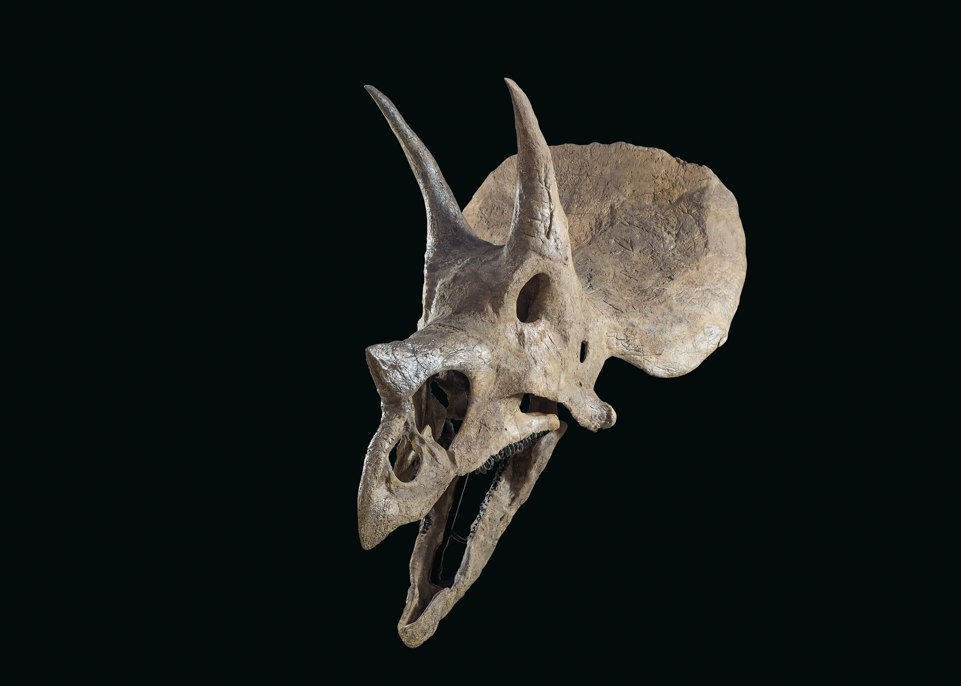 triceratops head bones