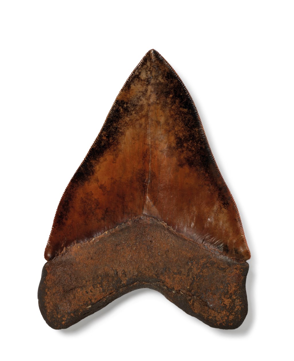 A RED MEGALODON TOOTH, NORTH CAROLINA, USA | Christie’s
