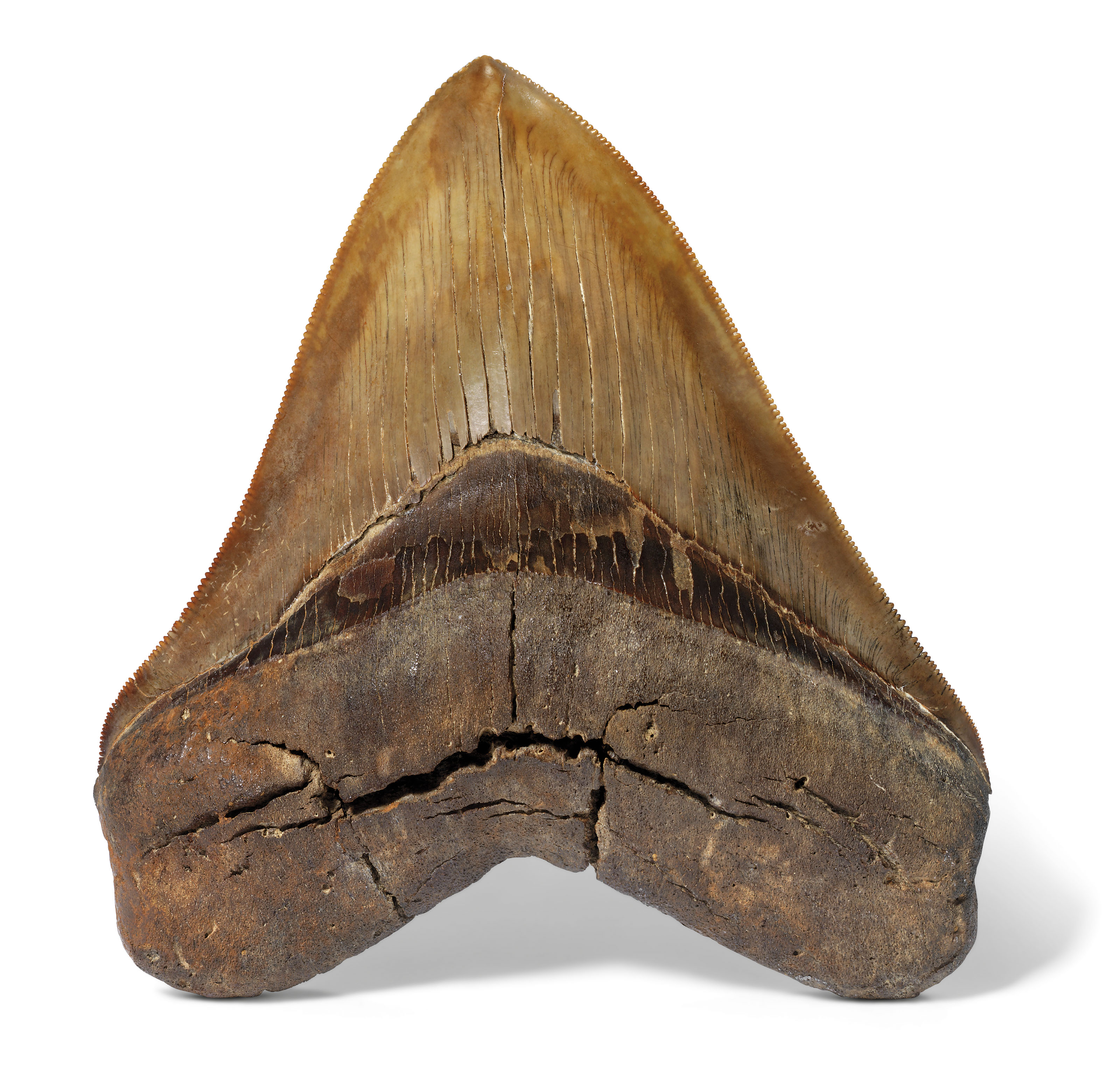 A LARGE RED MEGALODON TOOTH, SOUTH CAROLINA, USA | Christie’s