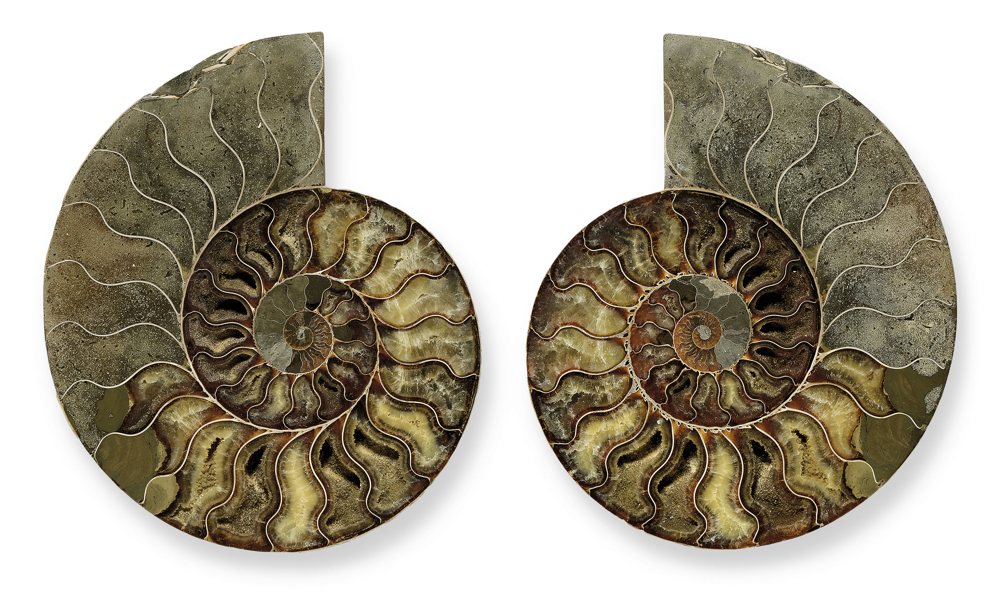 A SPLIT AMMONITE, MADAGASCAR | Christie’s