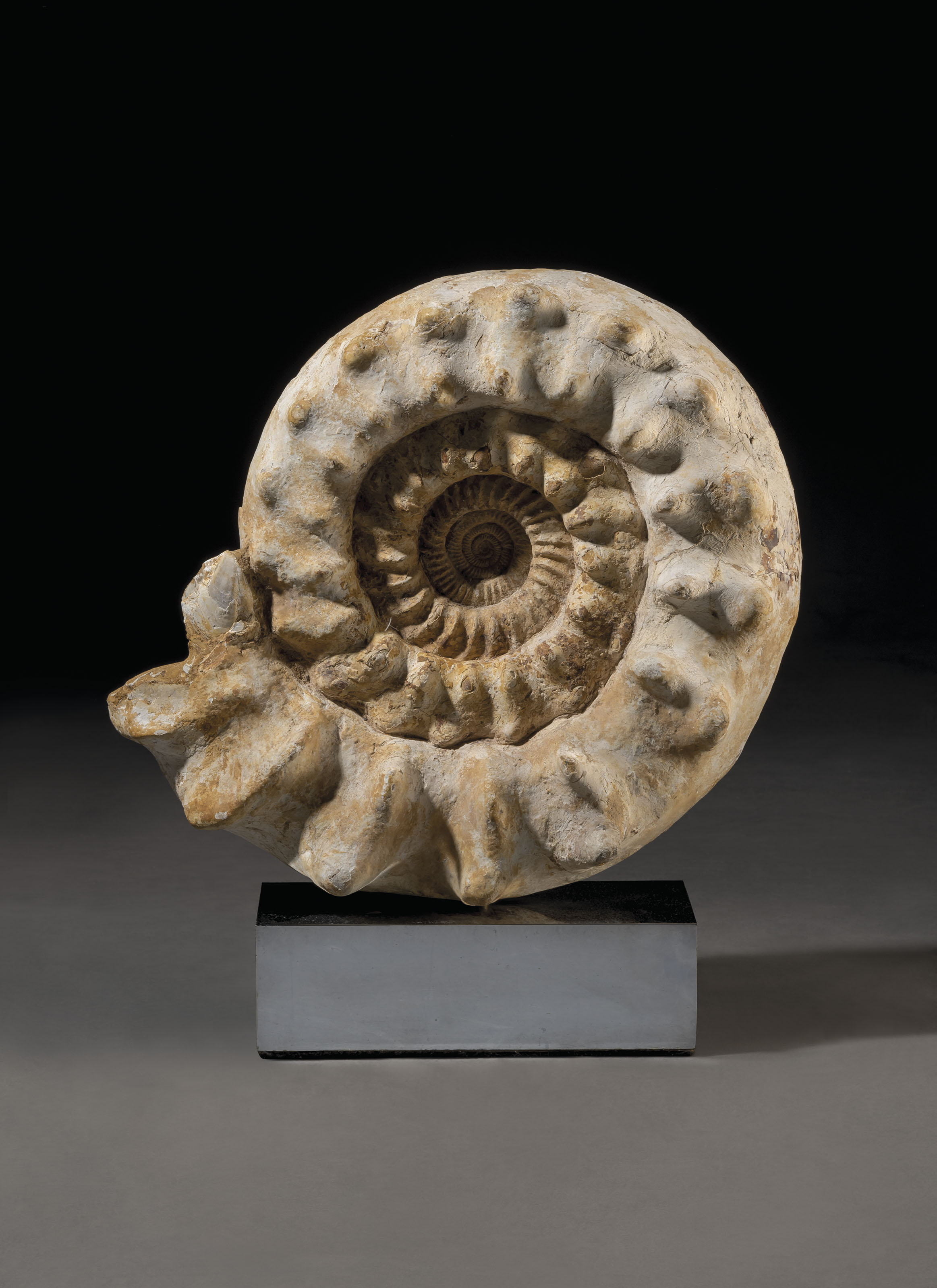 A VERY LARGE AMMONITE, MADAGASCAR | Christie’s