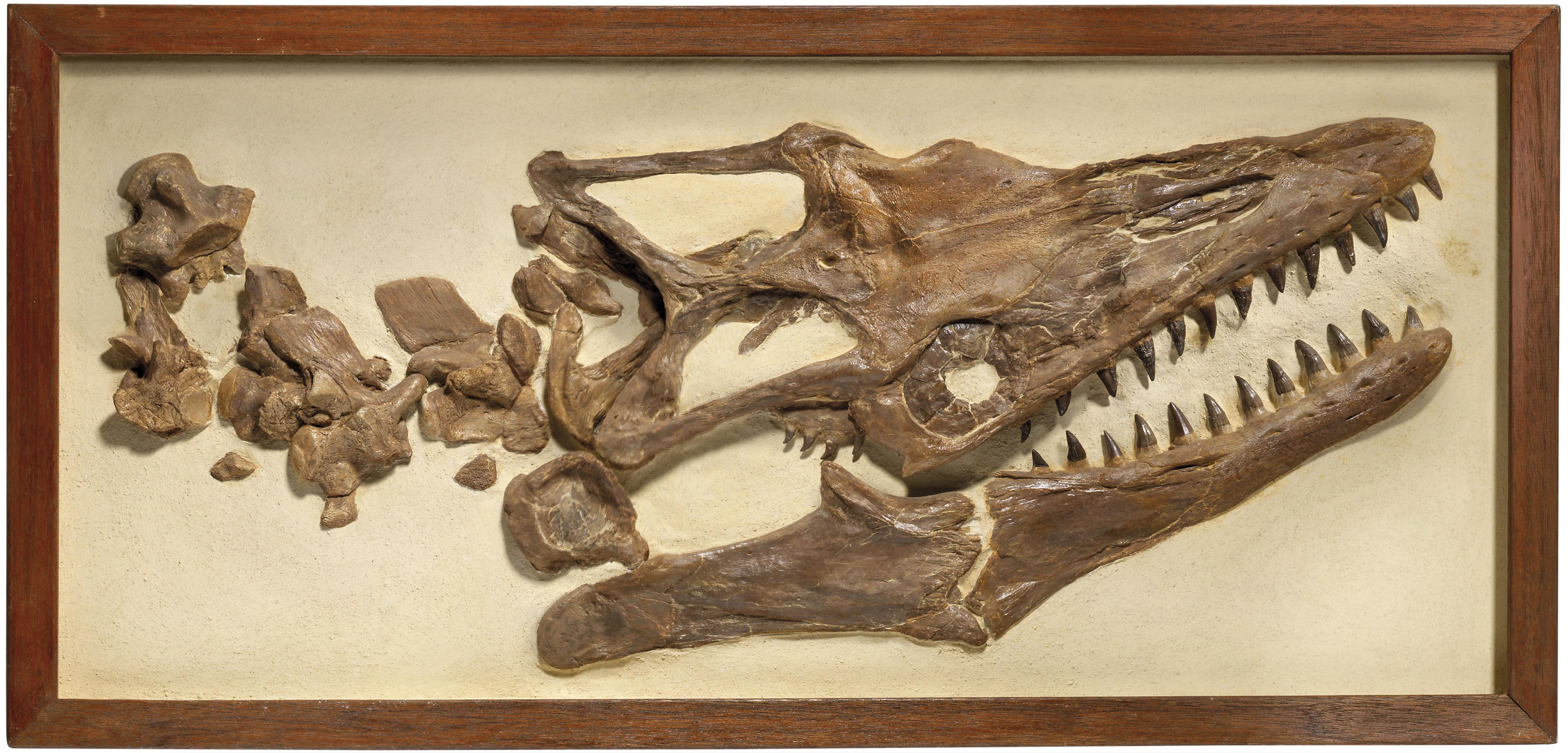 A FRAMED MOSASAUR SKULL, KANSAS, USA | Christie’s