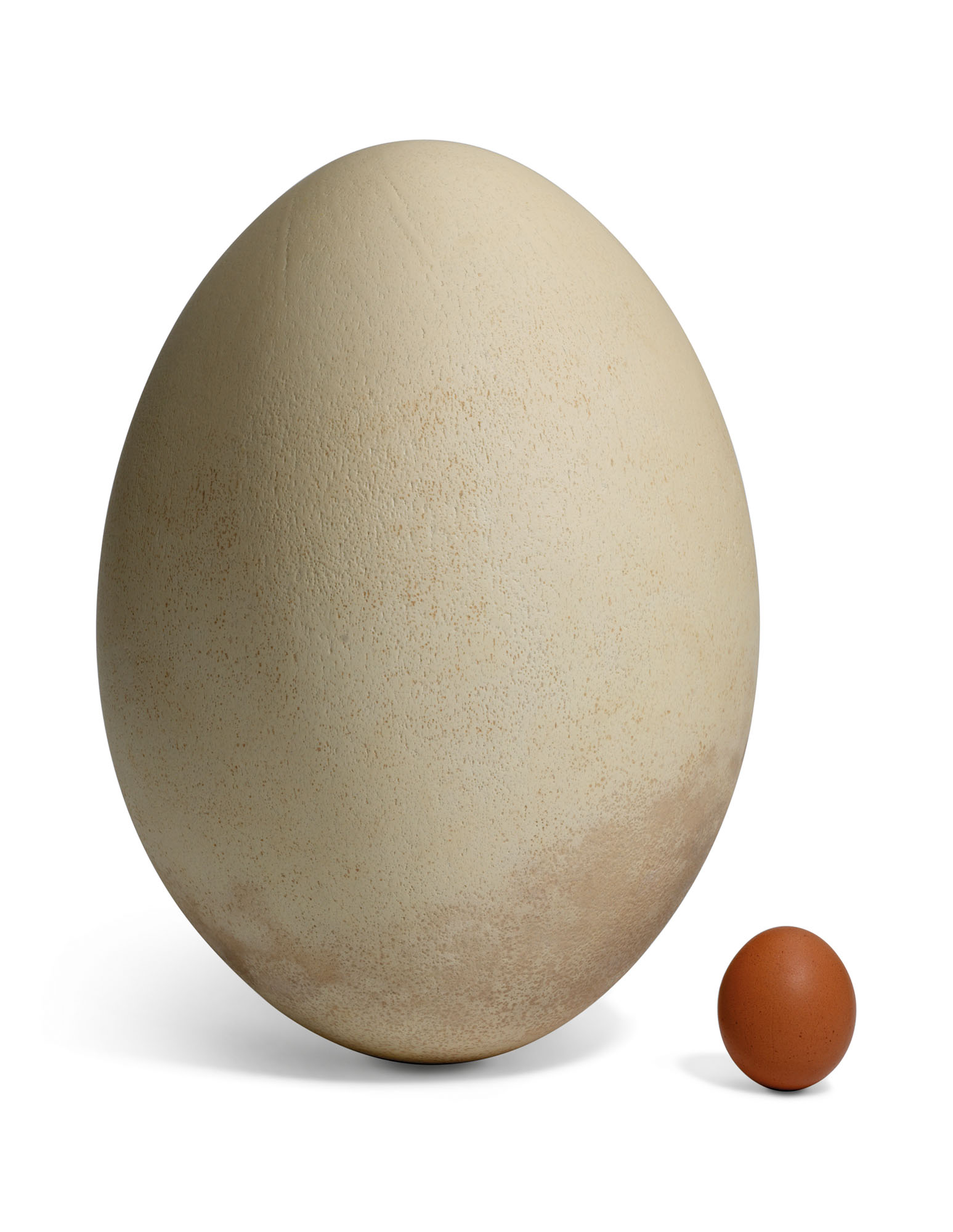 elephant bird egg