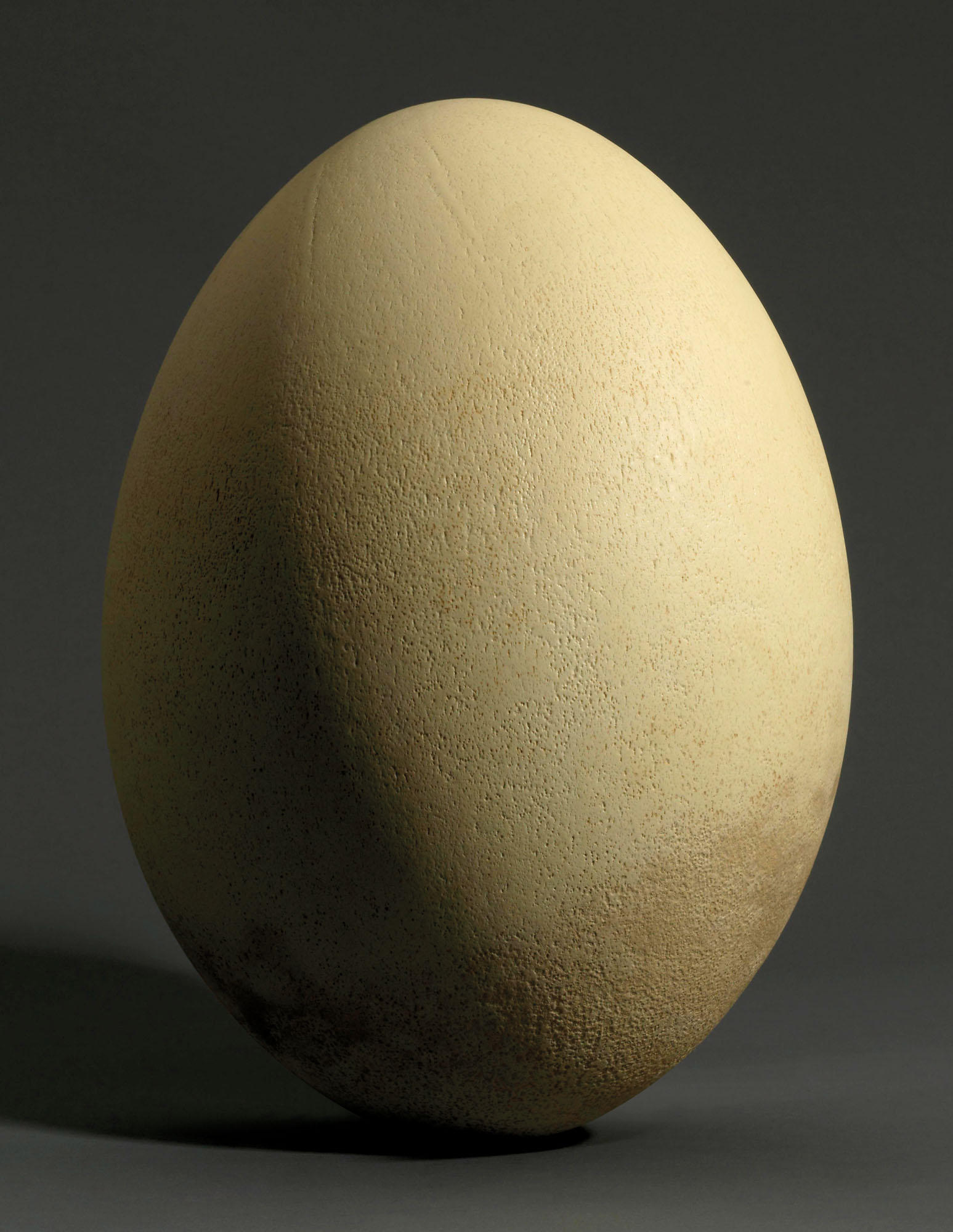 A LARGE ELEPHANT BIRD EGG, MADAGASCAR, PRE-17TH CENTURY | Christie’s