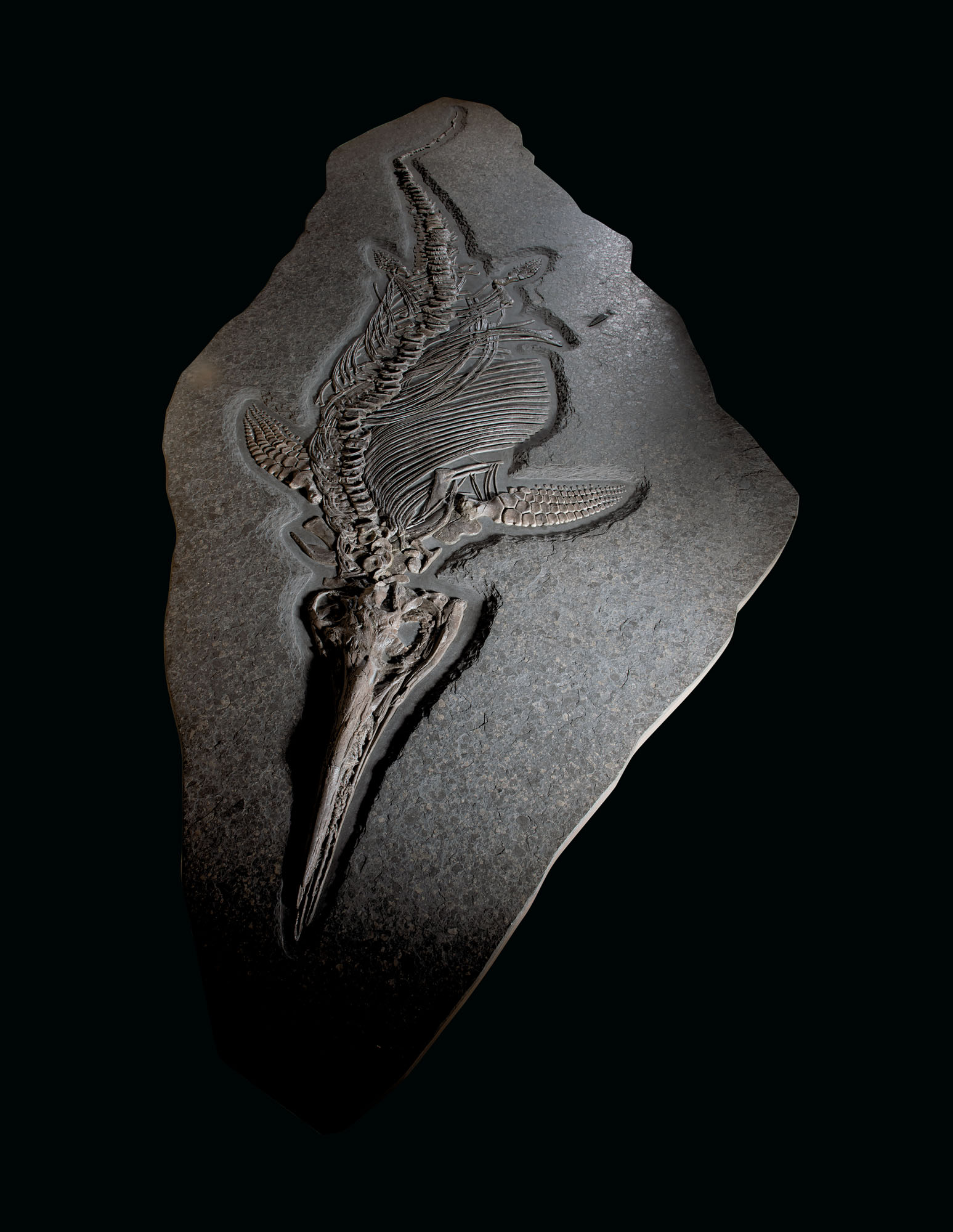 A LARGE ICHTHYOSAUR, GERMANY | Christie’s