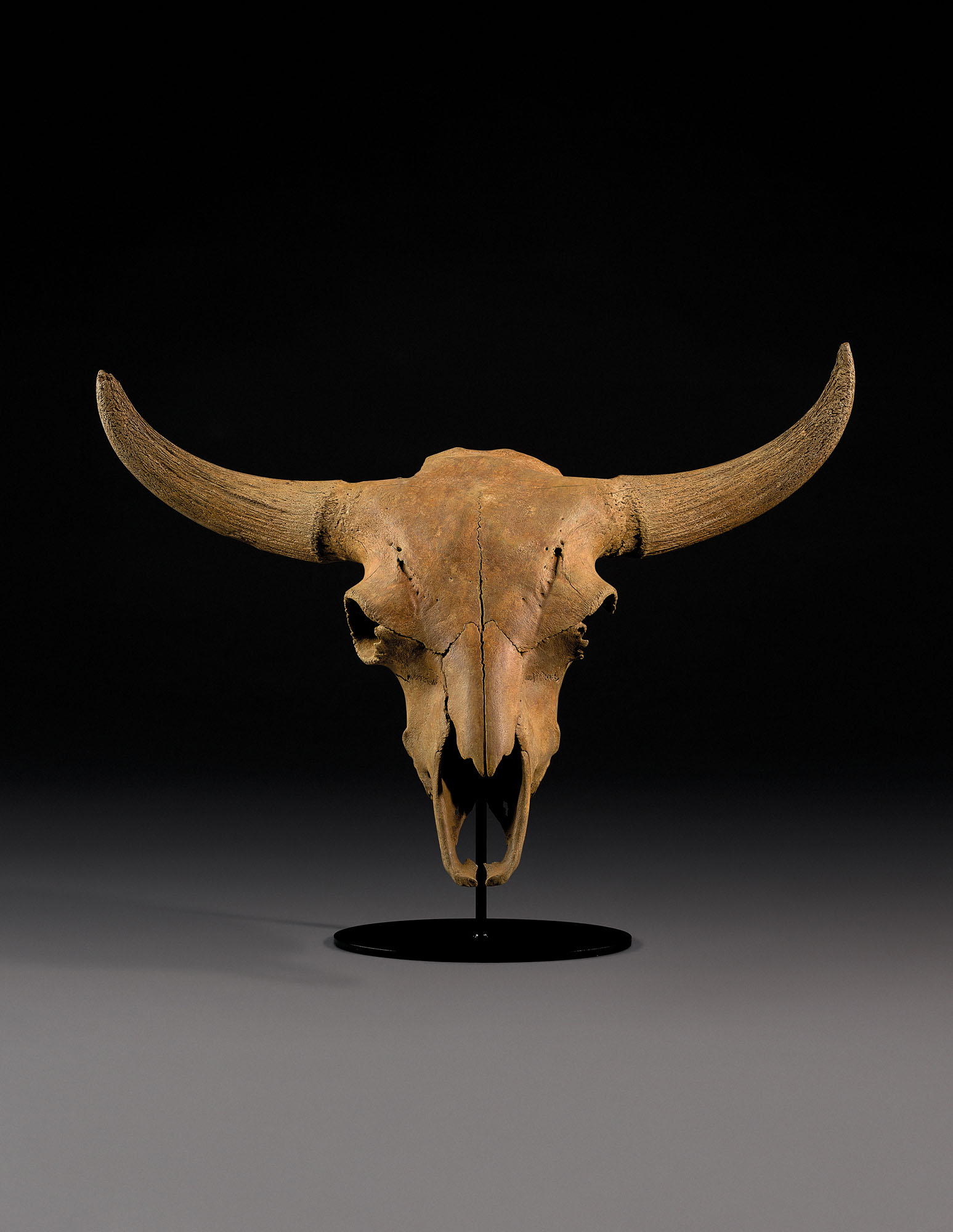 A LARGELY COMPLETE FOSSIL STEPPE BISON SKULL, GRIESHEIM, GERMANY ...