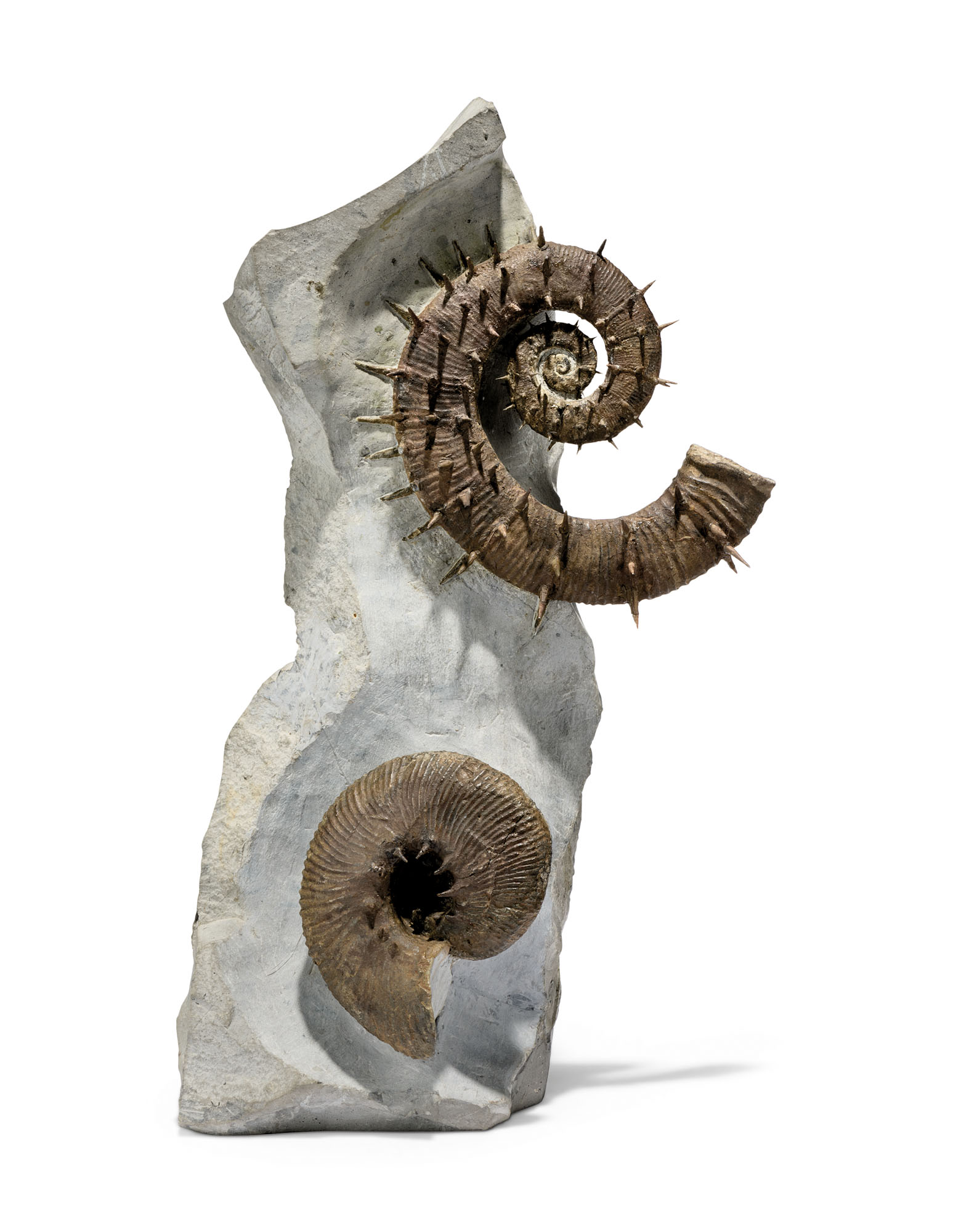 COILED AND UNCOILED SPINY AMMONITES, FRANCE | Christie’s