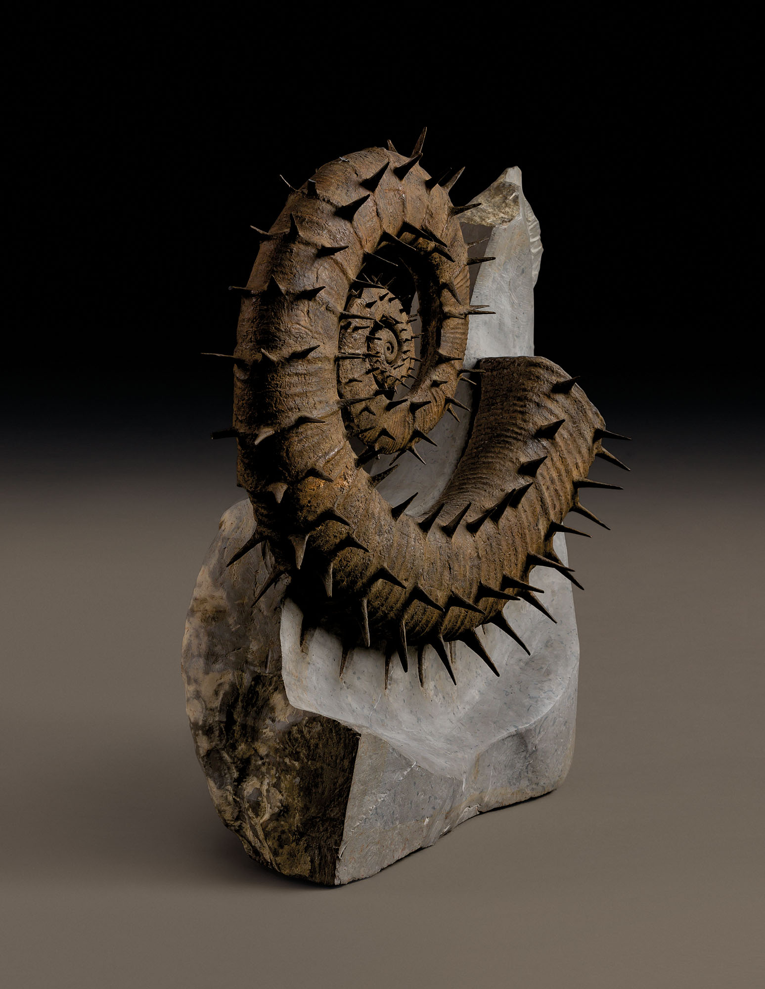 Ammonite By Nelsoncosentino On Ammonites: Neale Monks, Philip Palmer: