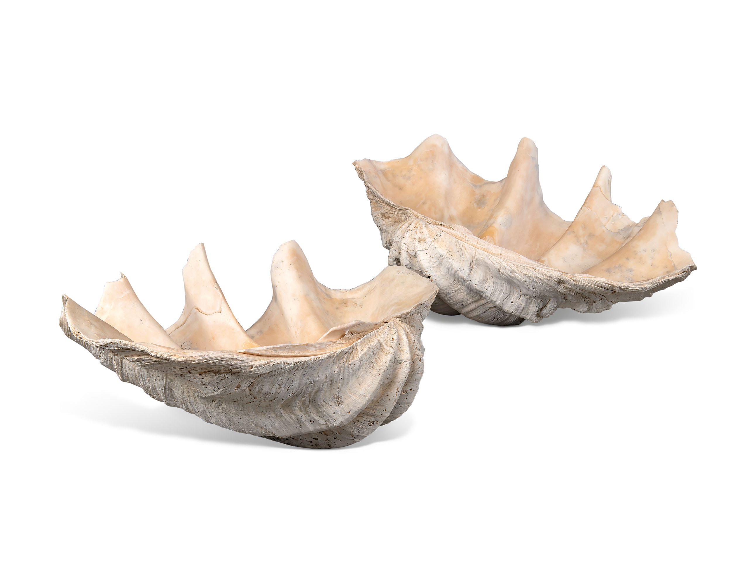 A PAIR OF GIANT CLAM SHELLS 'TRIDACNA GIGAS', PROBABLY EARLY 20TH ...
