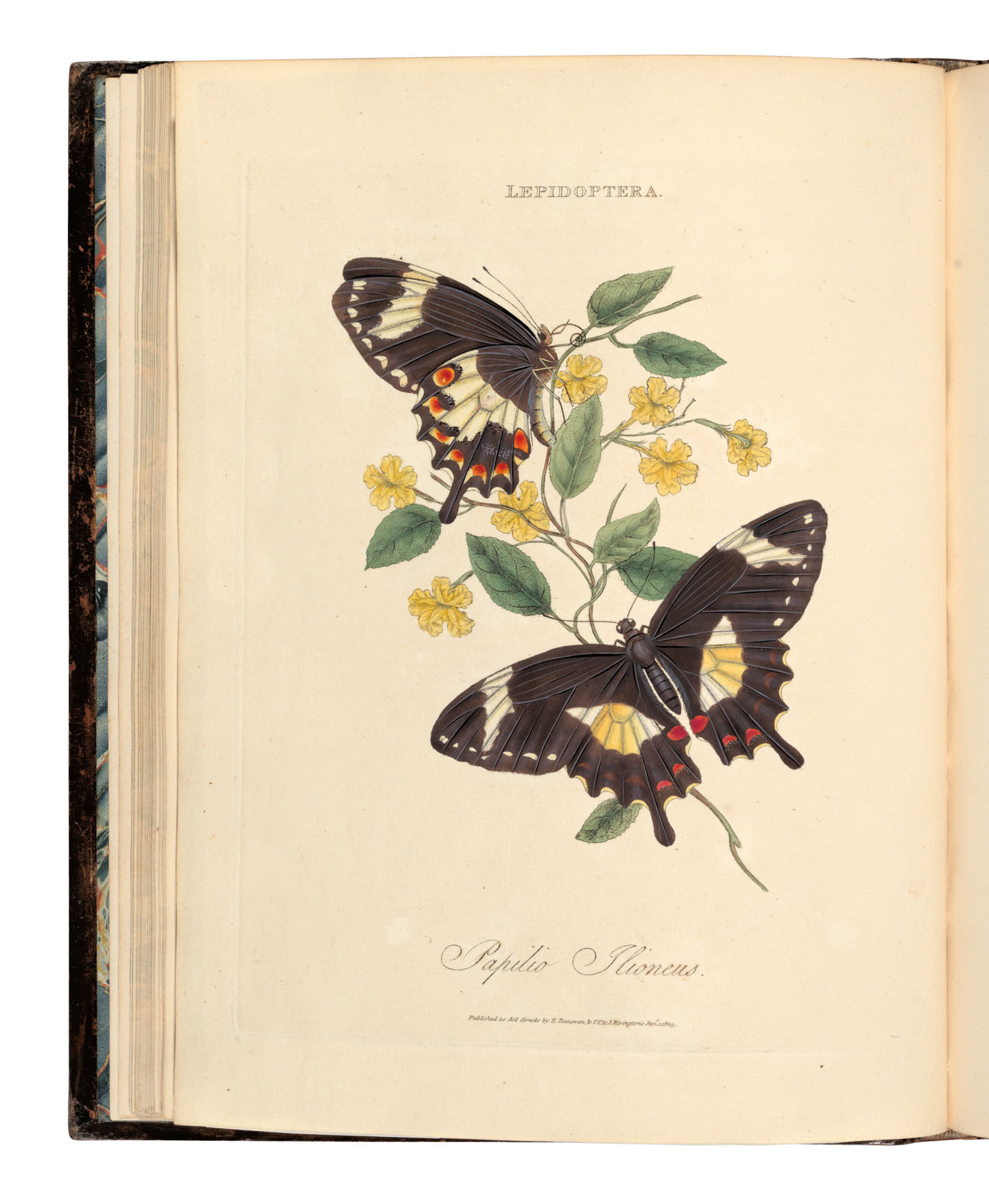 Edward Donovan (1768-1837), An Epitome of the Natural History of the ...