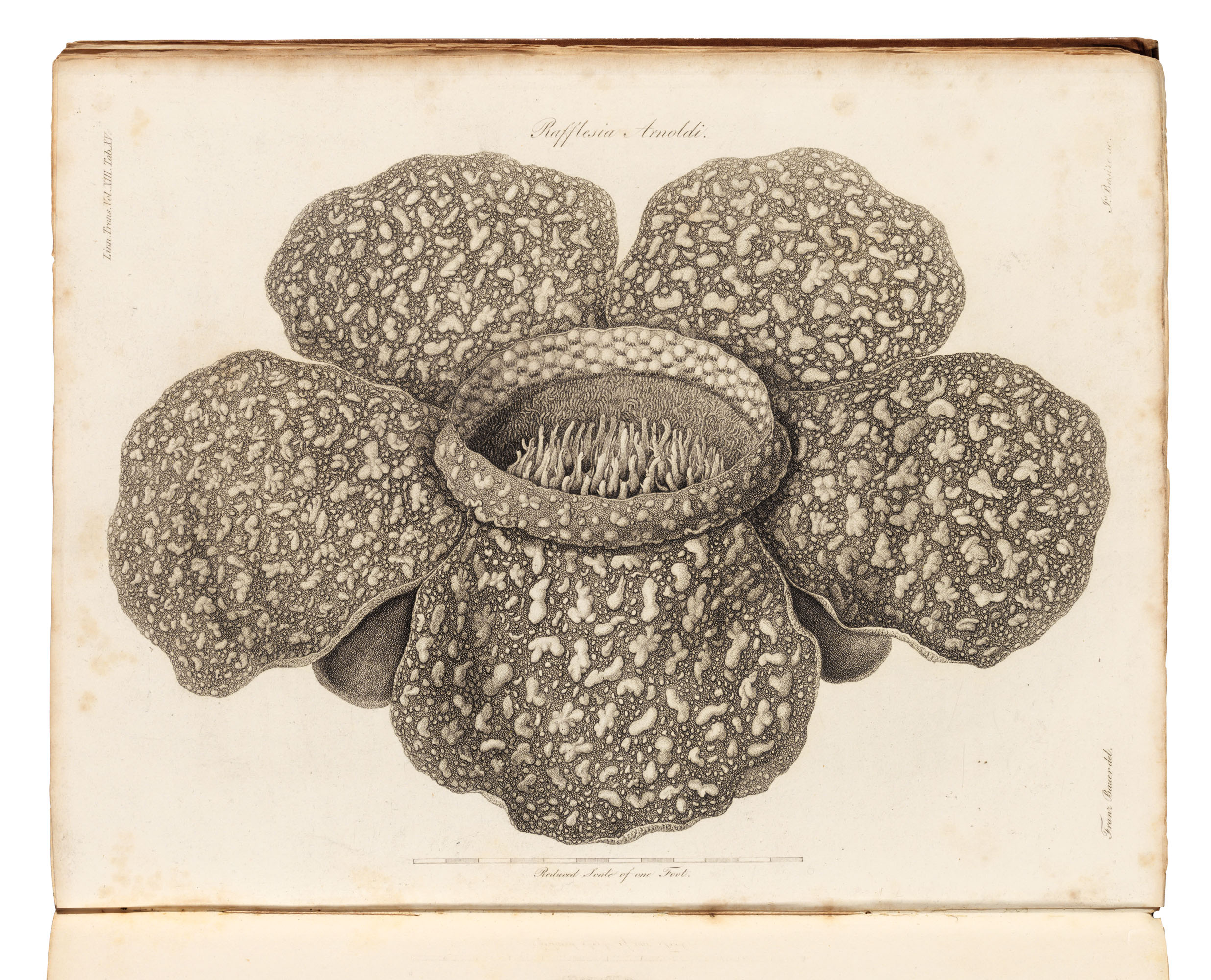 Lady Sophia Raffles (1786-1858), Memoir of ... Thomas Stamford Raffles ...