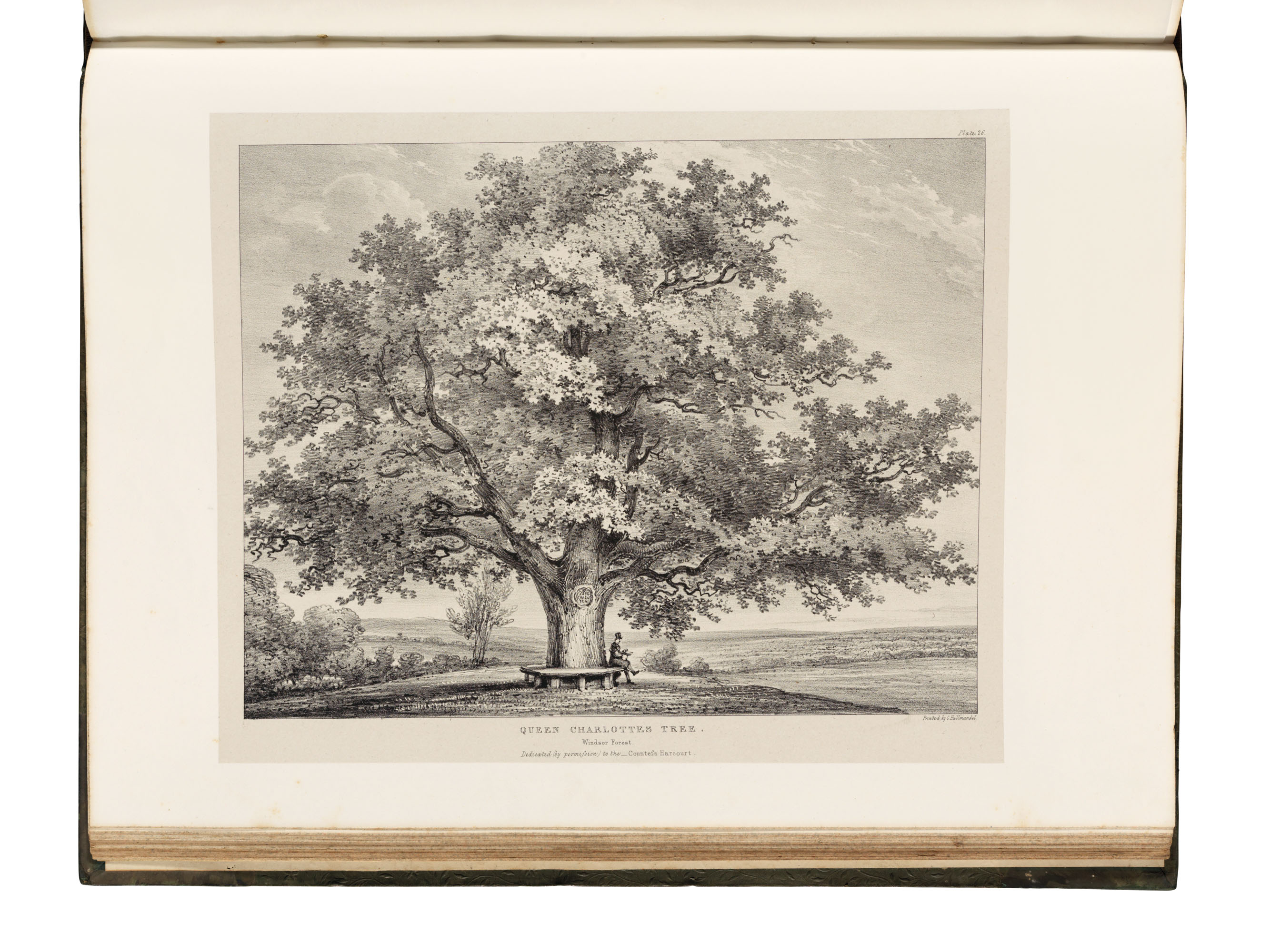 Henry William Burgess (c.1792-1839), Eidodendron. 1827 | Christie’s