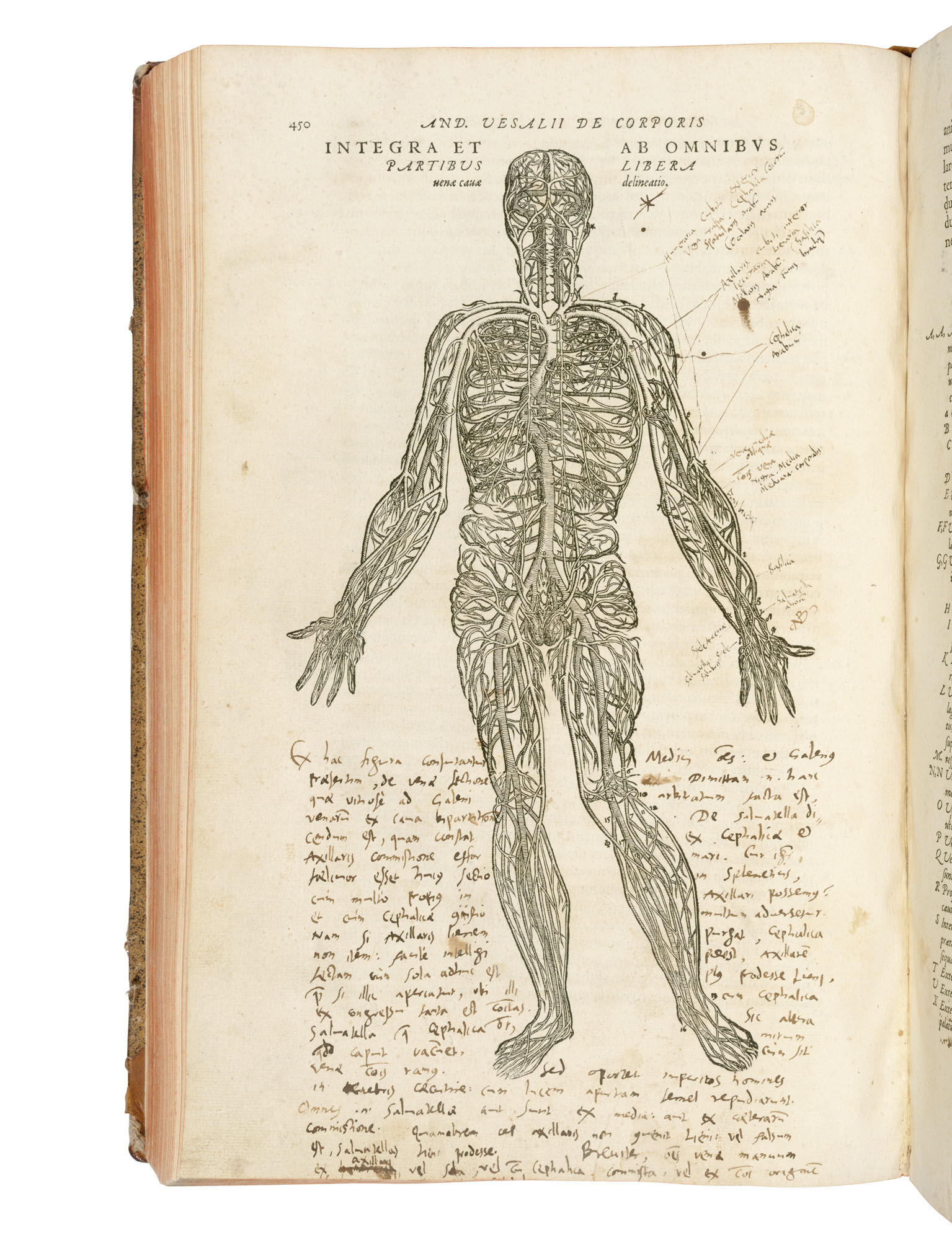 Andreas Vesalius (1514-1564) , DE HUMANI CORPORIS FABRICA. 1555 ...