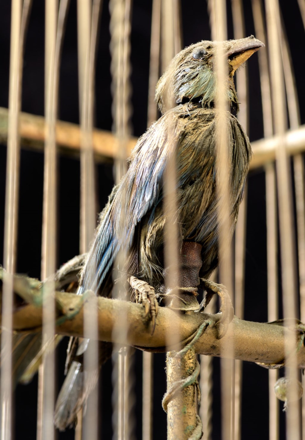 A SINGING BIRD AUTOMATON, ALMOST CERTAINLY BY BONTEMS, CIRCA 1900 ...