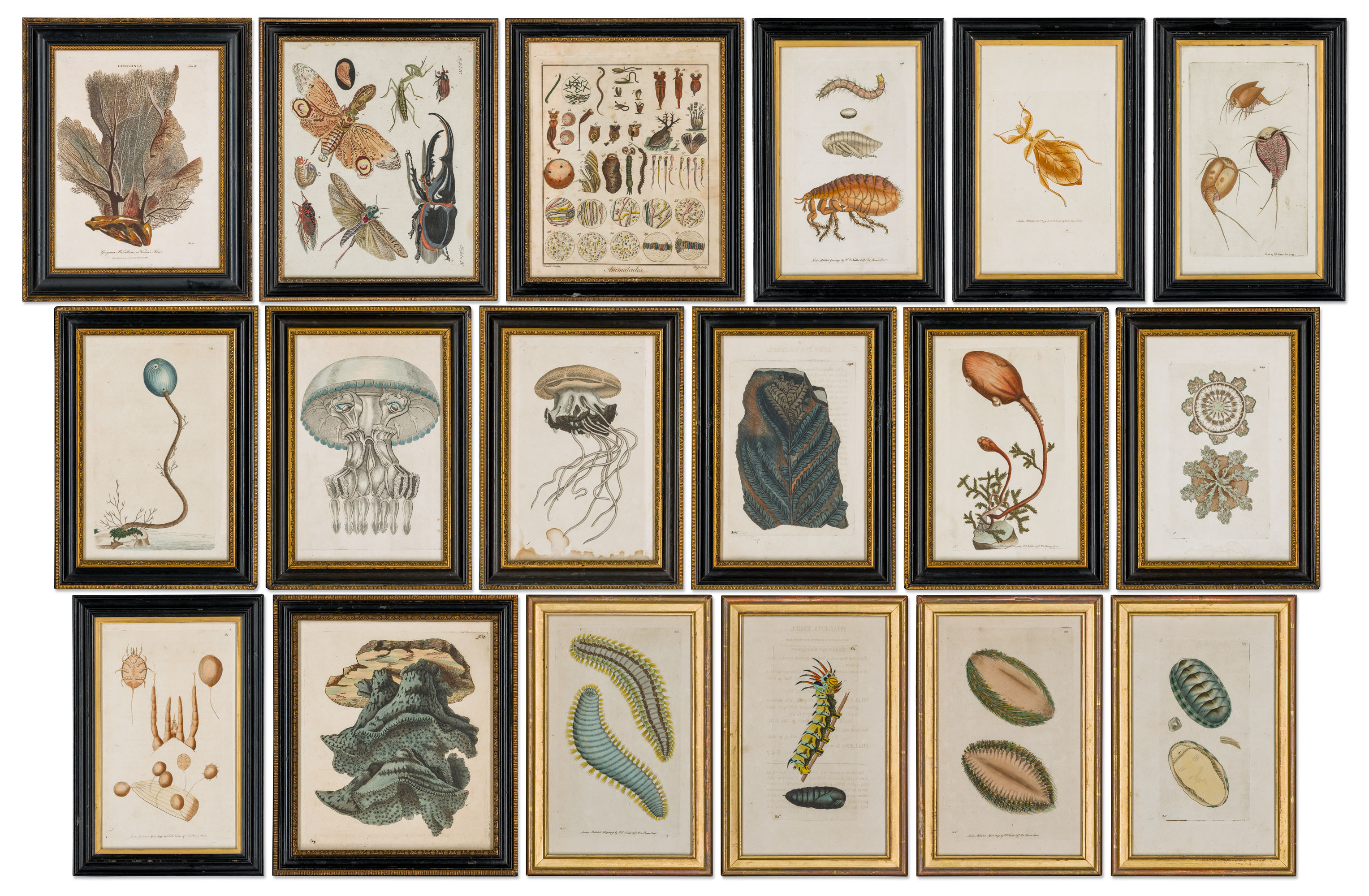 FIFTEEN COLOURED-ENGRAVINGS OF NATURAL HISTORY SPECIMENS, PUBLISHED BY ...