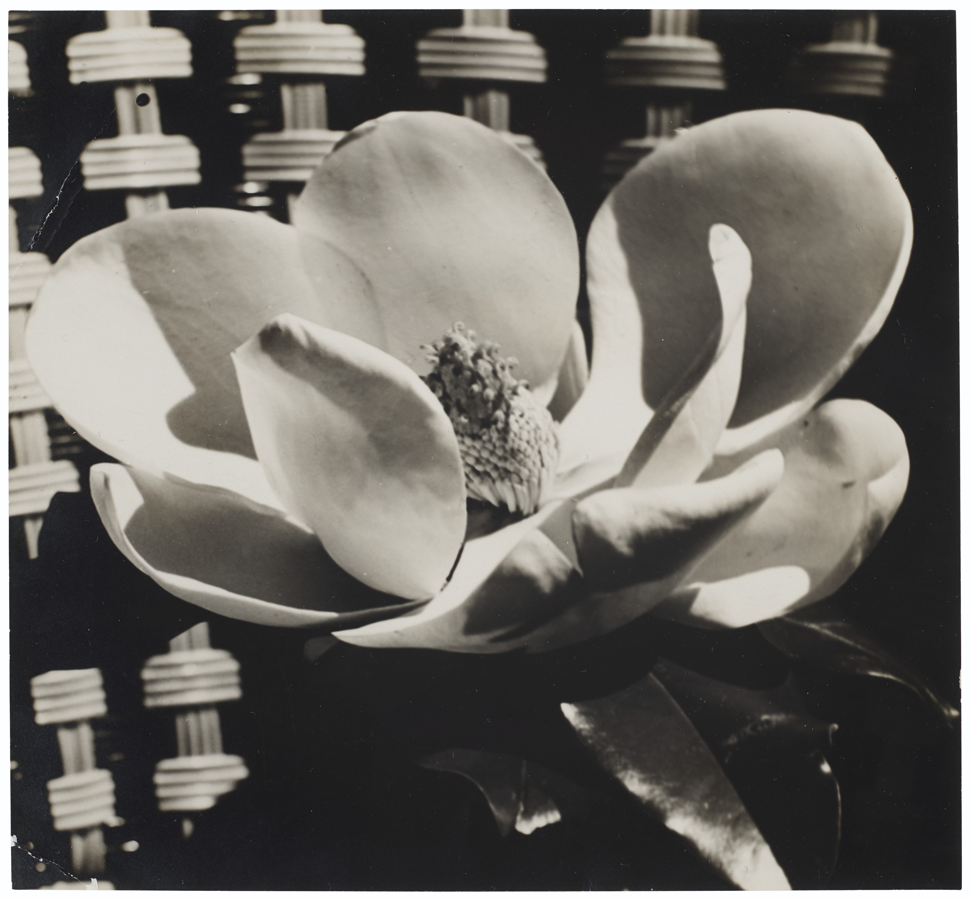 MAN RAY (1890–1976), Magnolia Blossom, 1925 | Christie’s