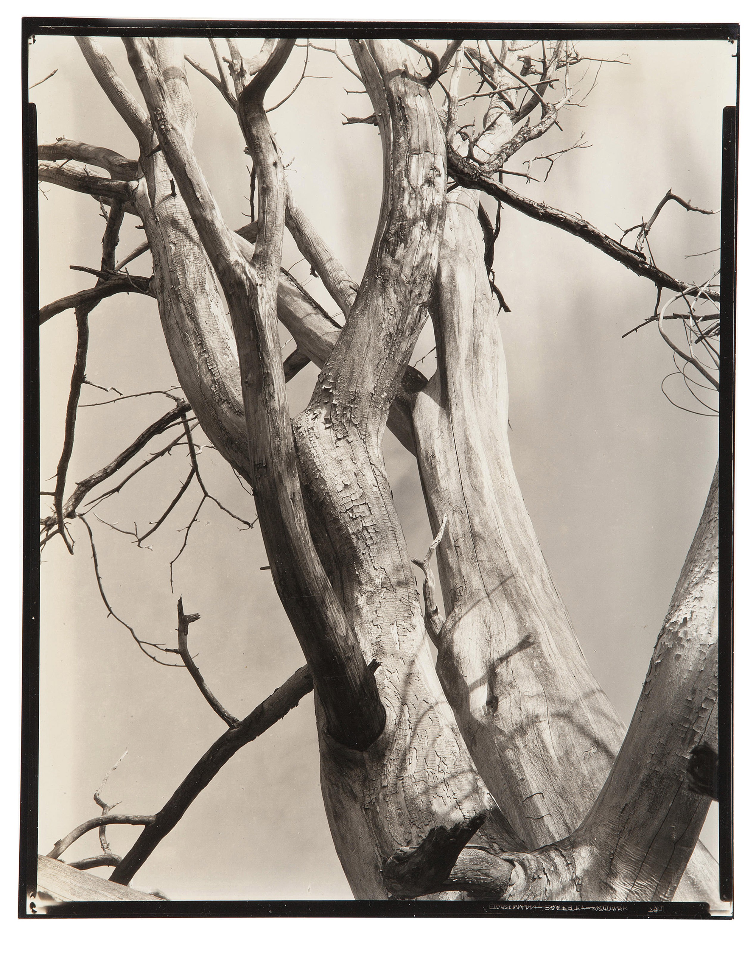 RALPH STEINER (1899-1986), Tree II, 1930 | Christie’s