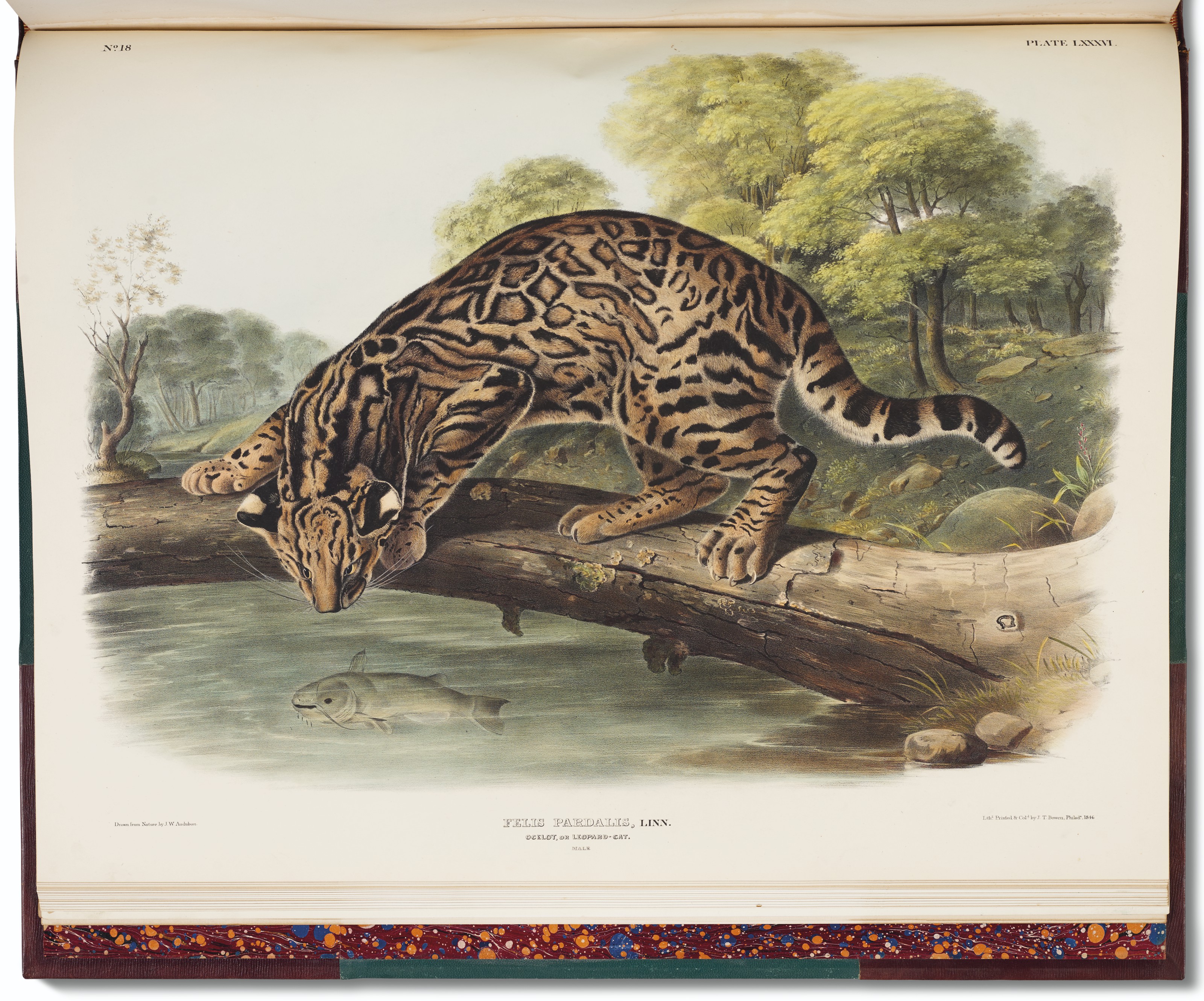 The Quadrupeds of North America, John James Audubon, 1845 | Christie’s