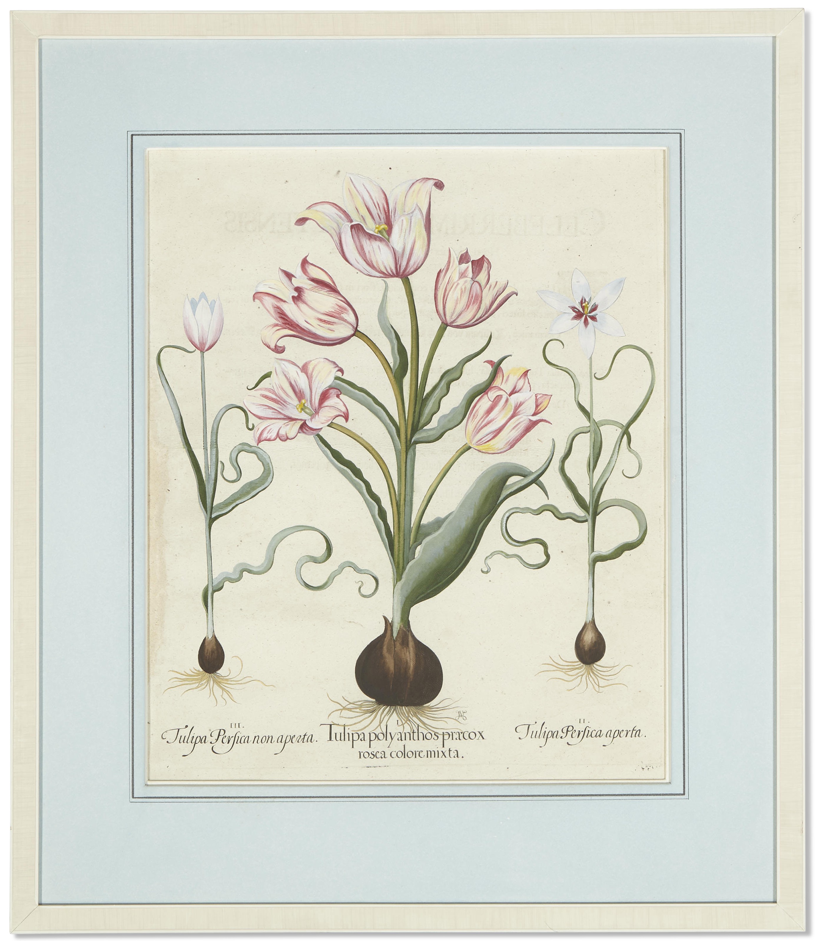 After Basilius Besler (German, 1561-1629), Six Botanical Prints ...