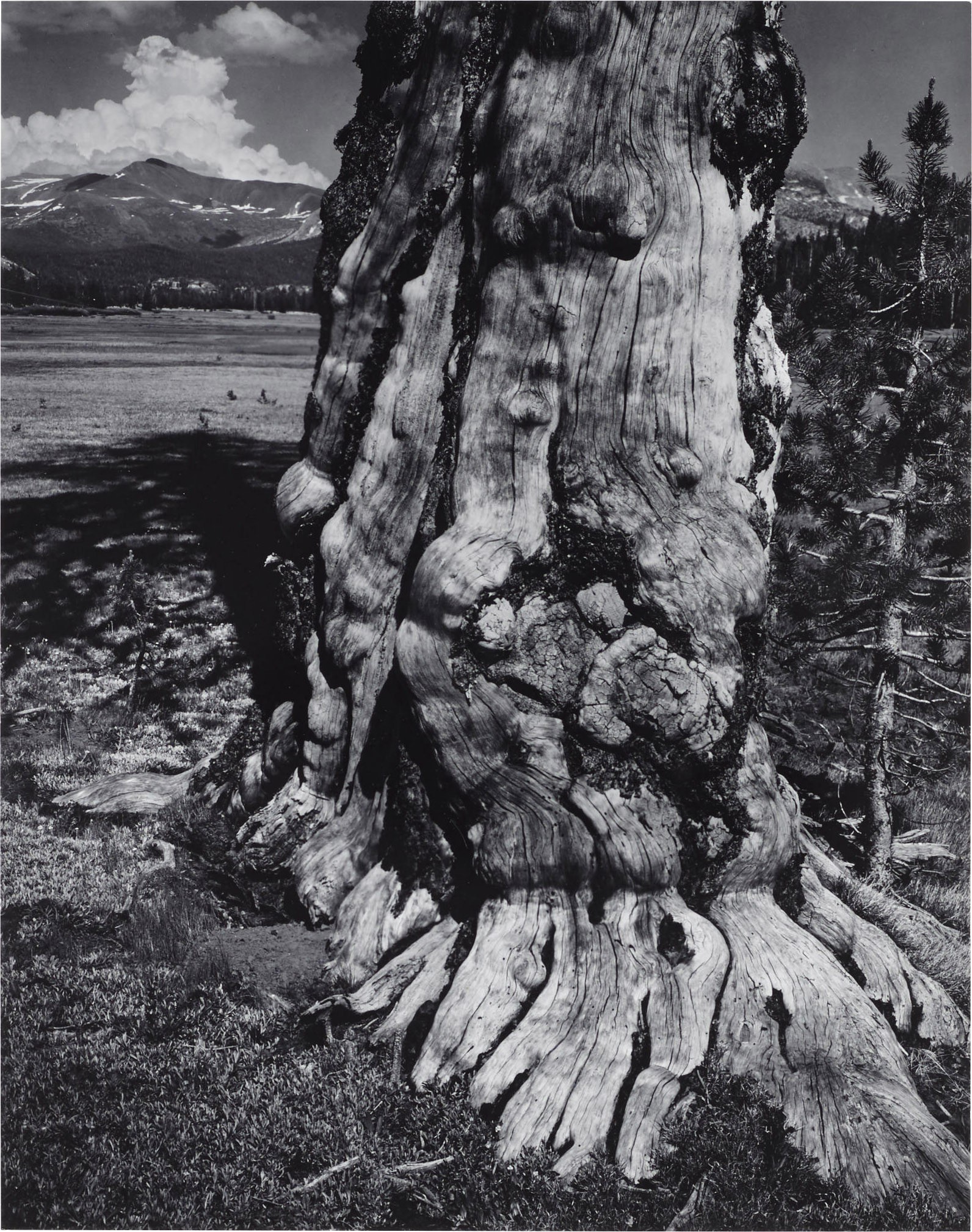 ANSEL ADAMS (1902–1984), Tuolumne Meadows, Yosemite National Park ...