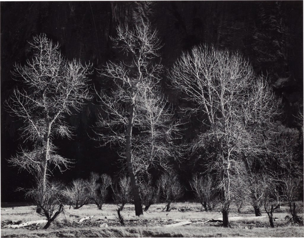 ANSEL ADAMS (1902–1984), Three Trees, Autumn, Yosemite Valley, c. 1939 ...