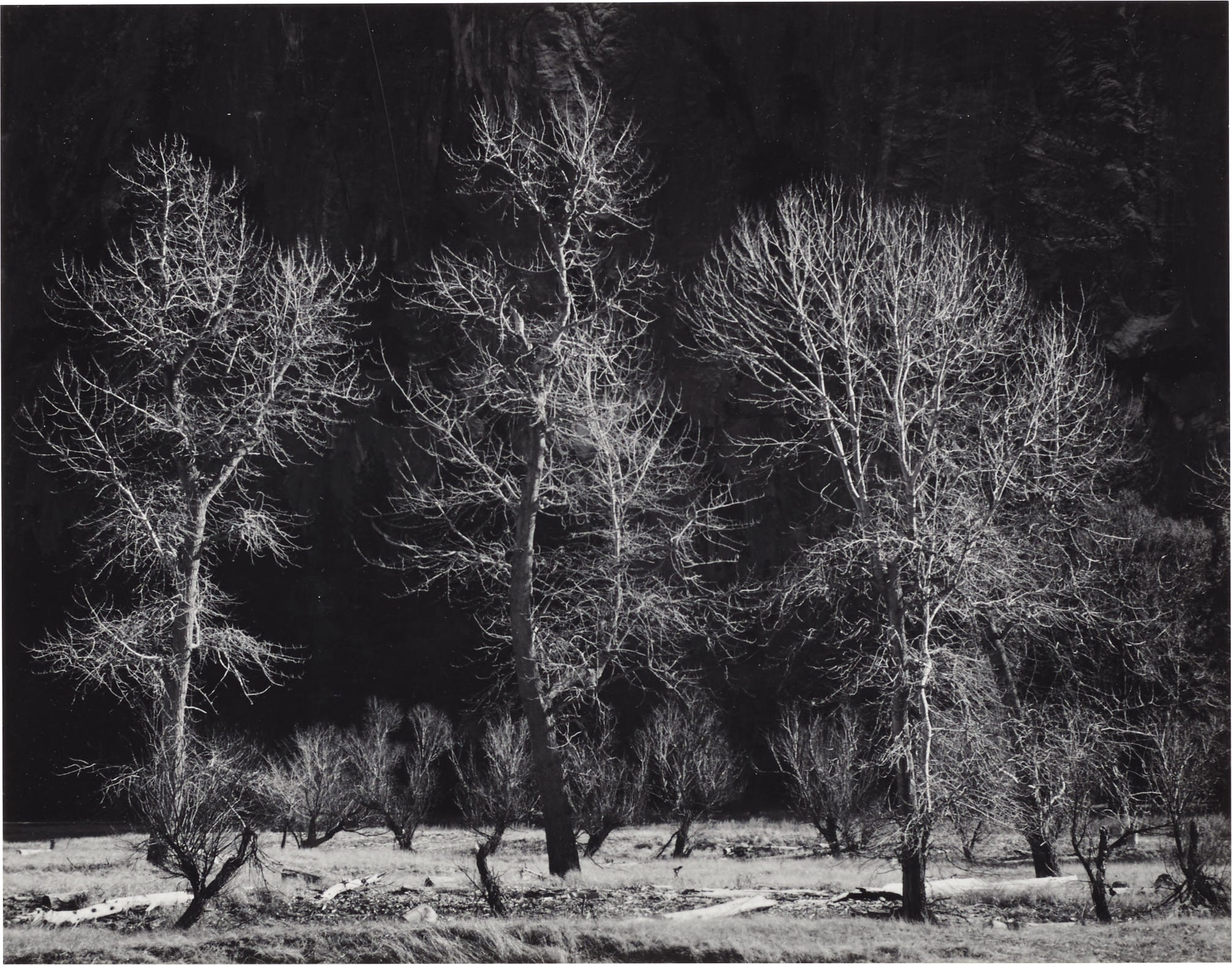 ANSEL ADAMS (1902–1984), Three Trees, Autumn, Yosemite Valley, c. 1939 ...