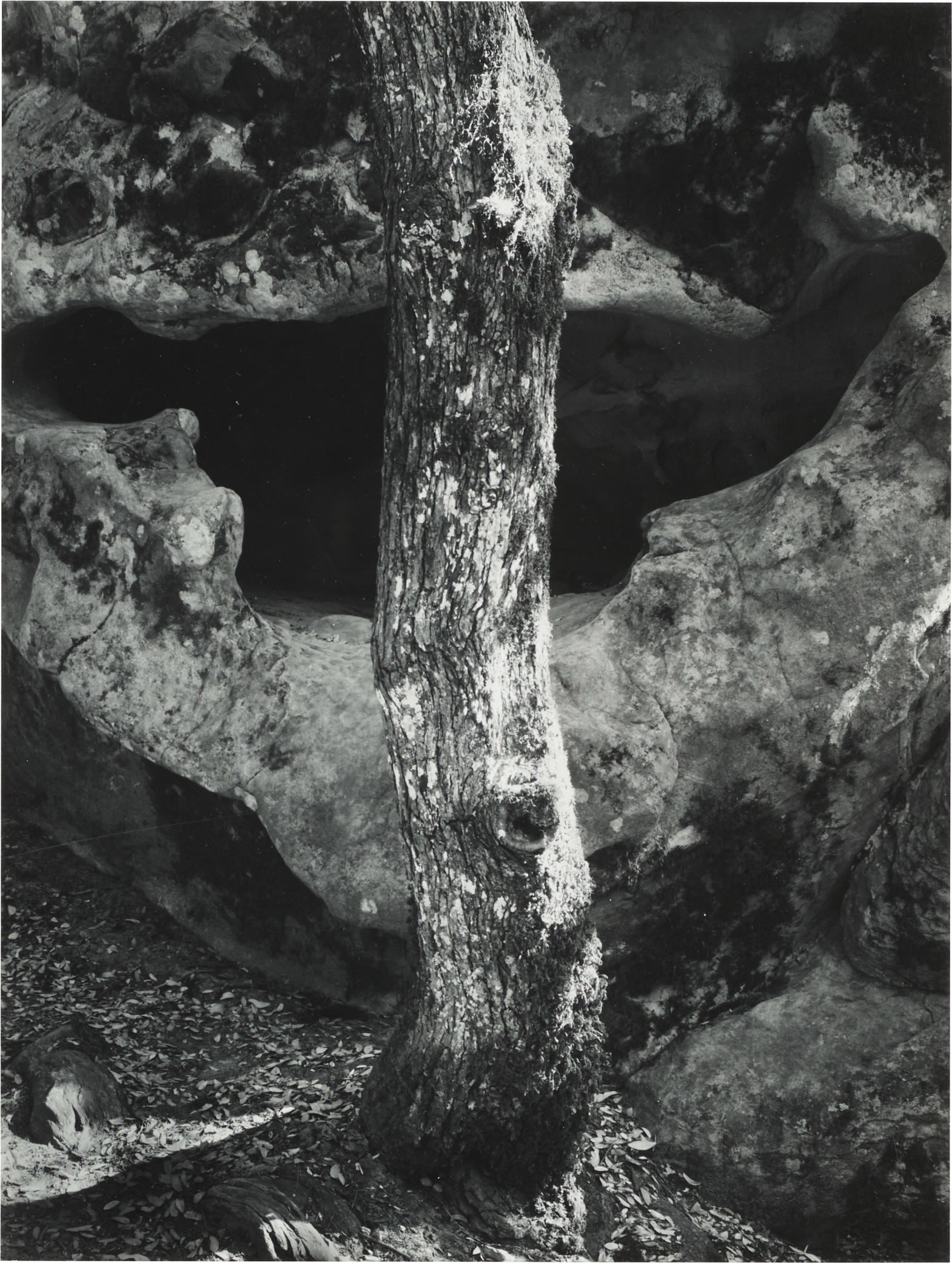 Road Ansel Adams Photography Jeffrey Pine Ansel Adams Tree Famous ...