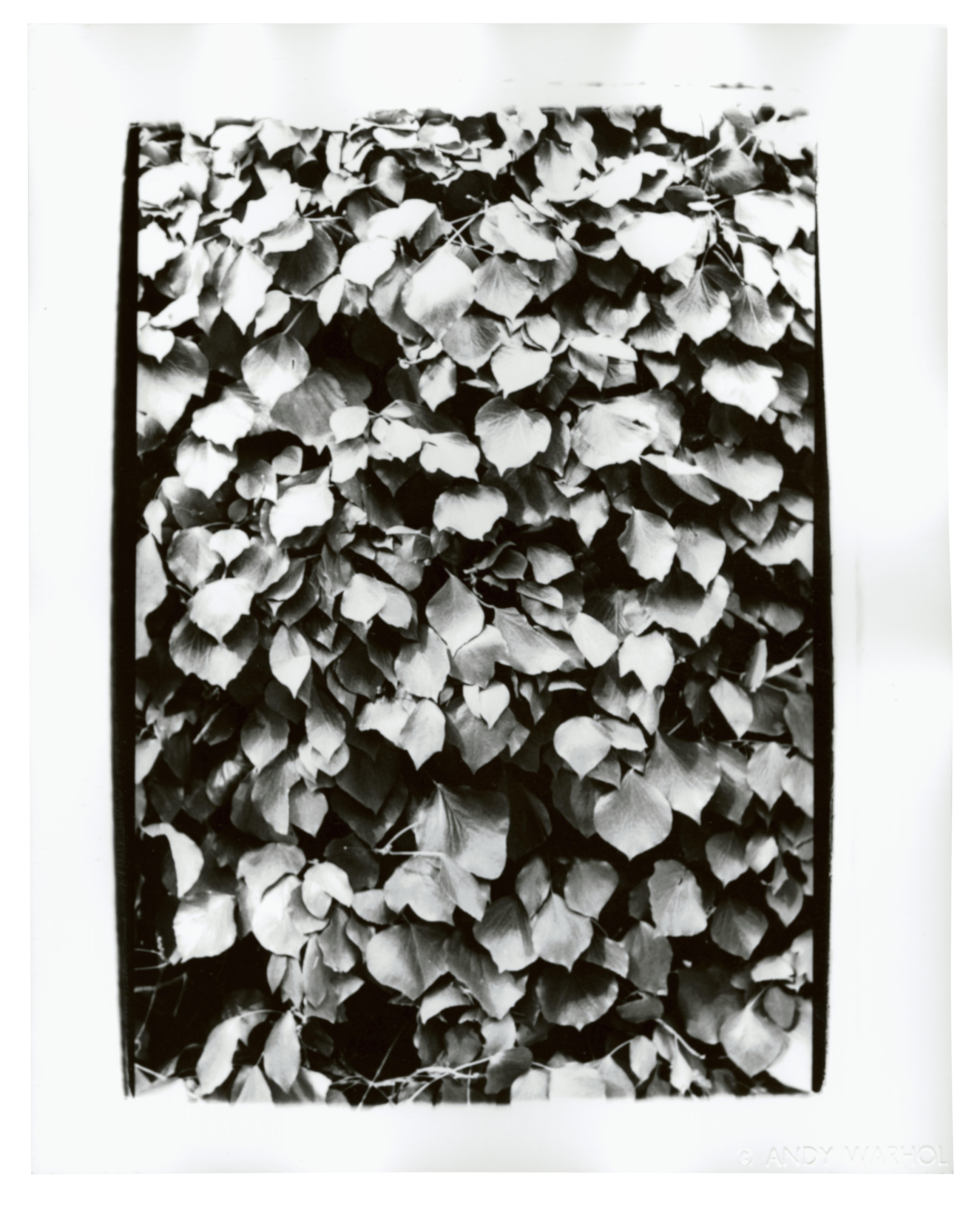 ANDY WARHOL (1928-1987), Leaves | Christie’s