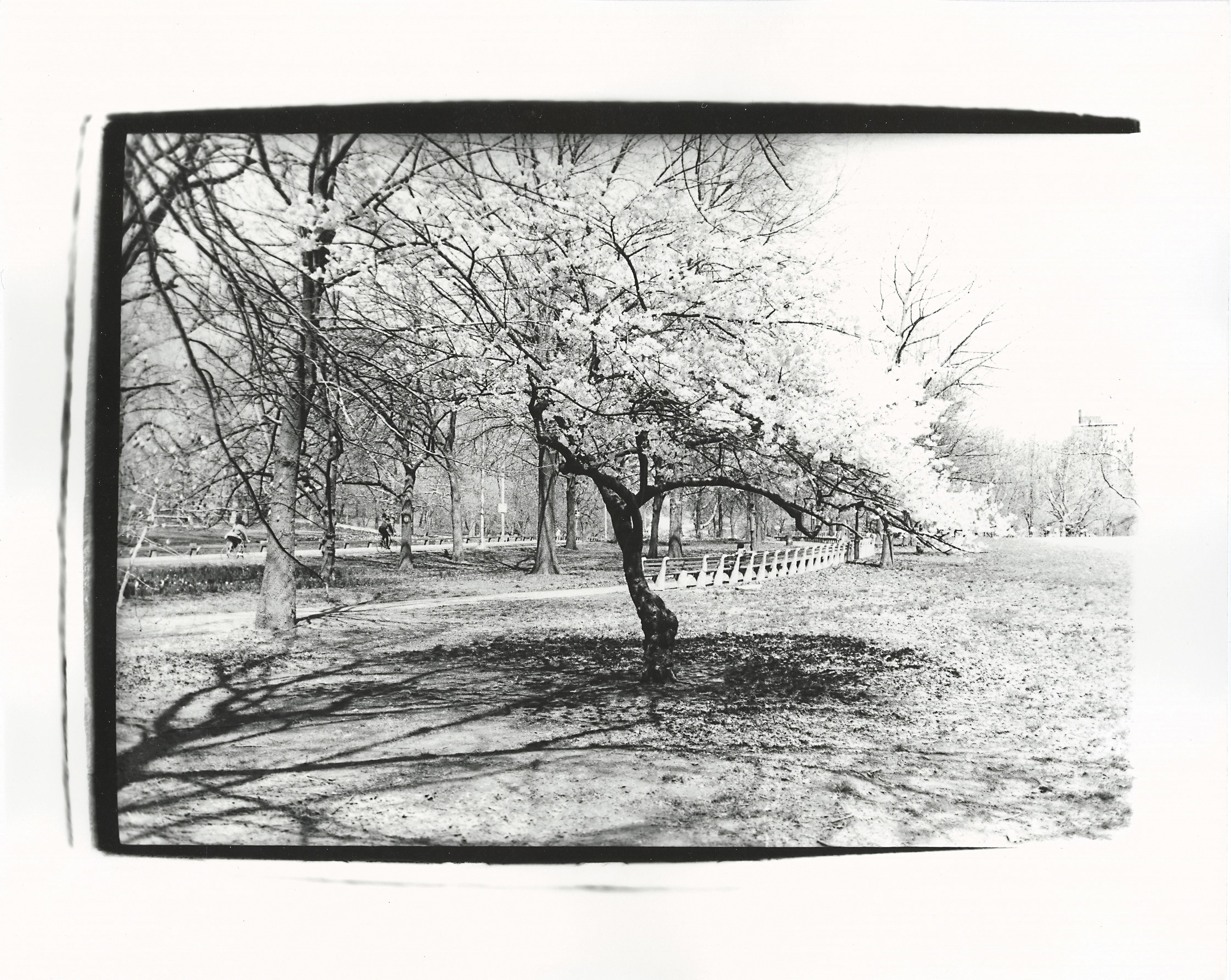 ANDY WARHOL (1928-1987), Blossoming Trees | Christie’s