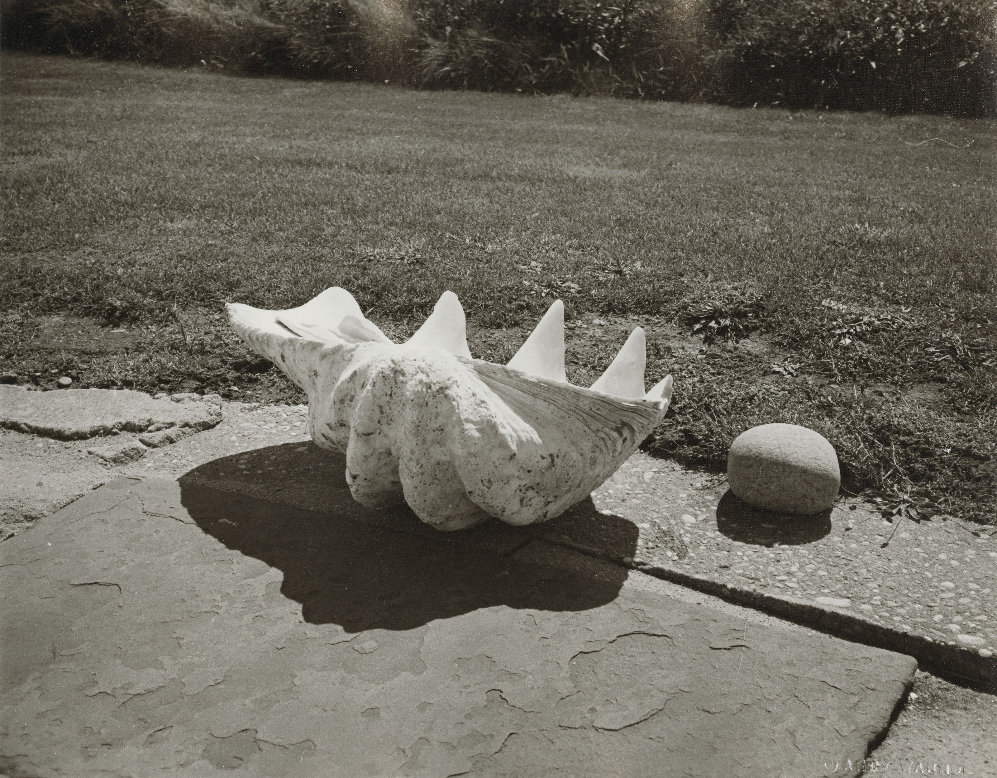 ANDY WARHOL (1928-1987), Shell and Rock | Christie’s