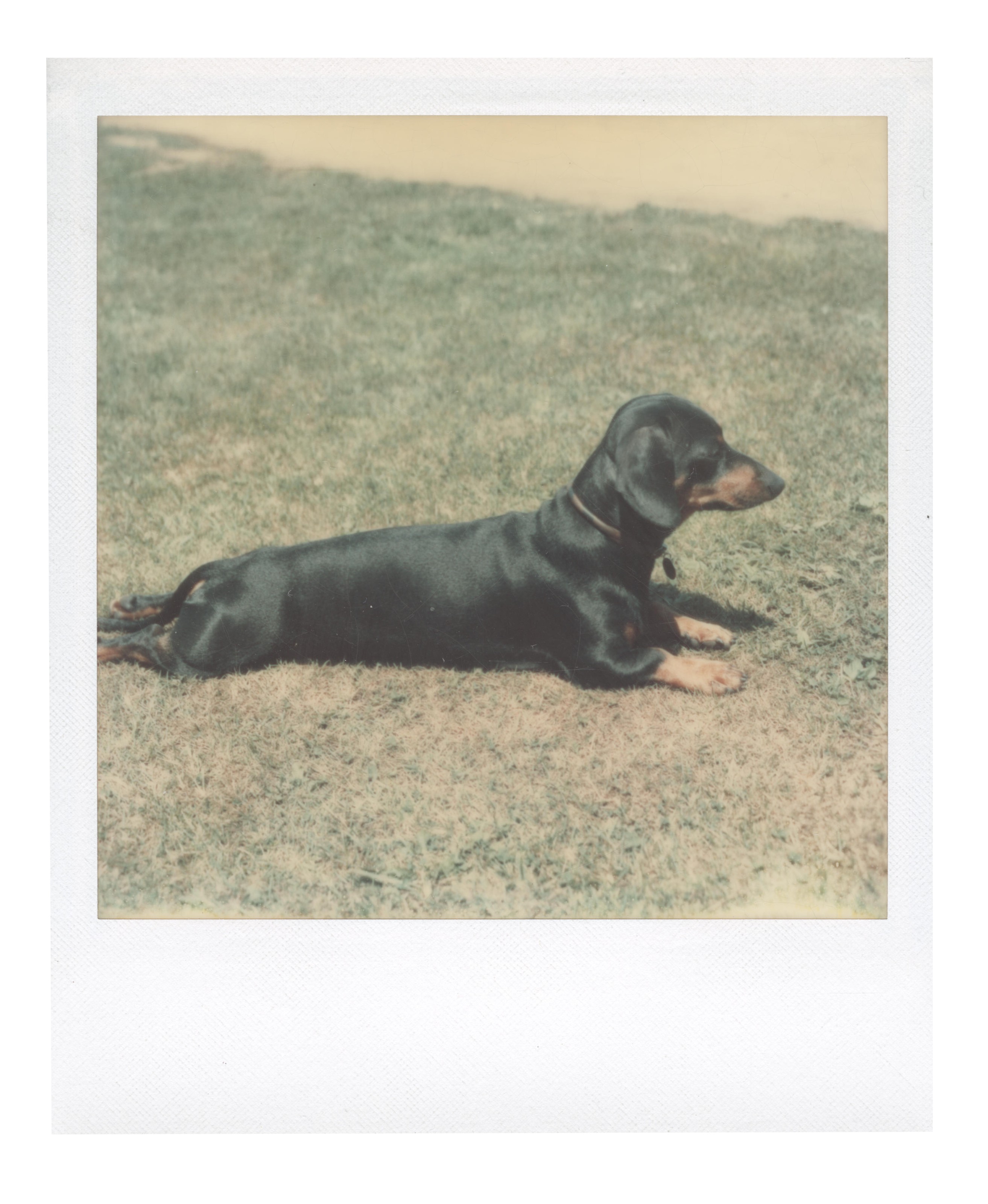ANDY WARHOL (1928-1987), Archie | Christie’s