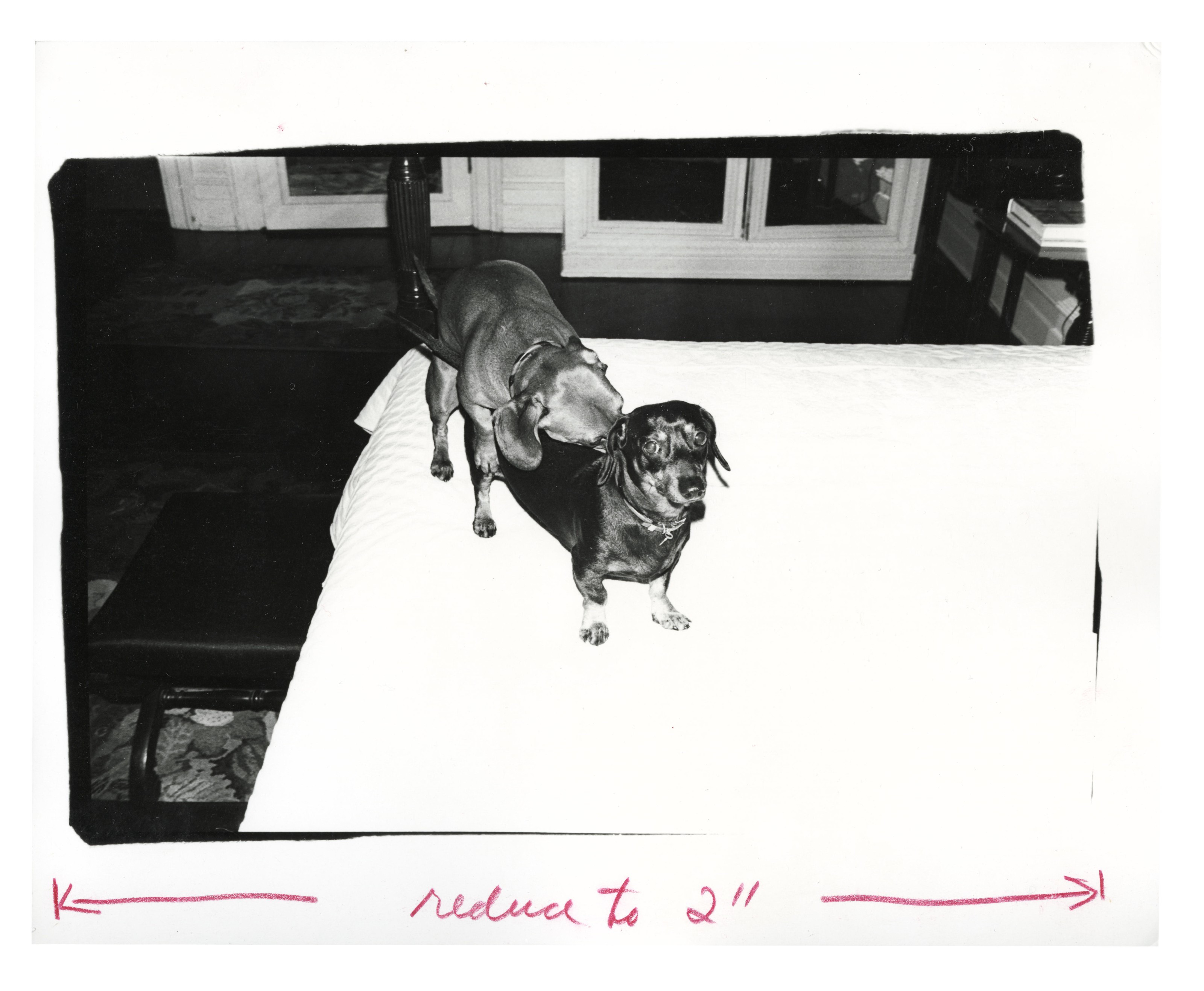 Andy Warhol Siamese Cat