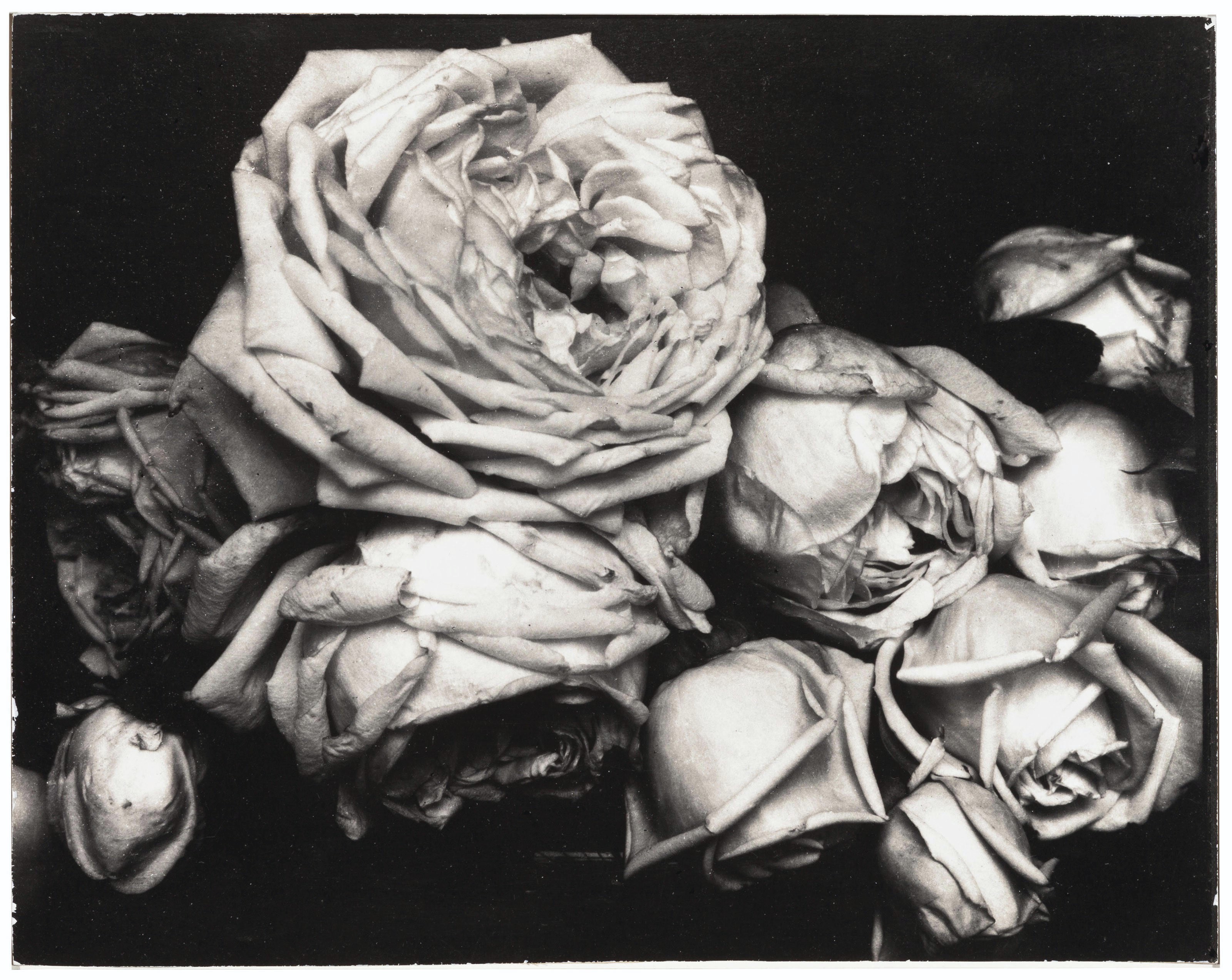 EDWARD STEICHEN (1879–1973), Heavy Roses, Voulangis, France, 1914 ...