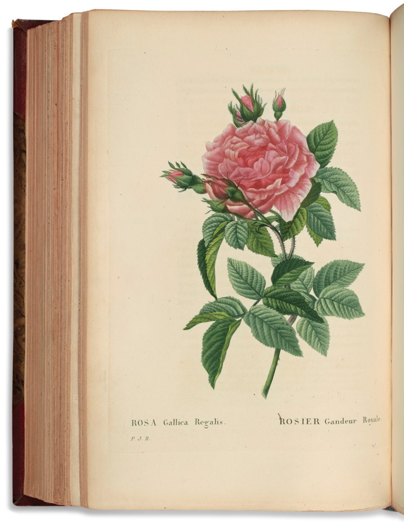 REDOUTÉ, Pierre-Joseph (1759-1840). Les Roses peintes par P. J. Redouté ...
